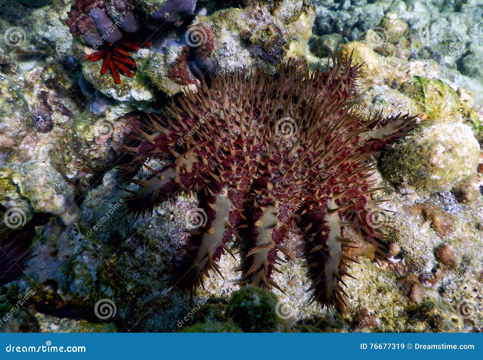 Crown of Thorns Starfish stock image. Image of orange - 76677319