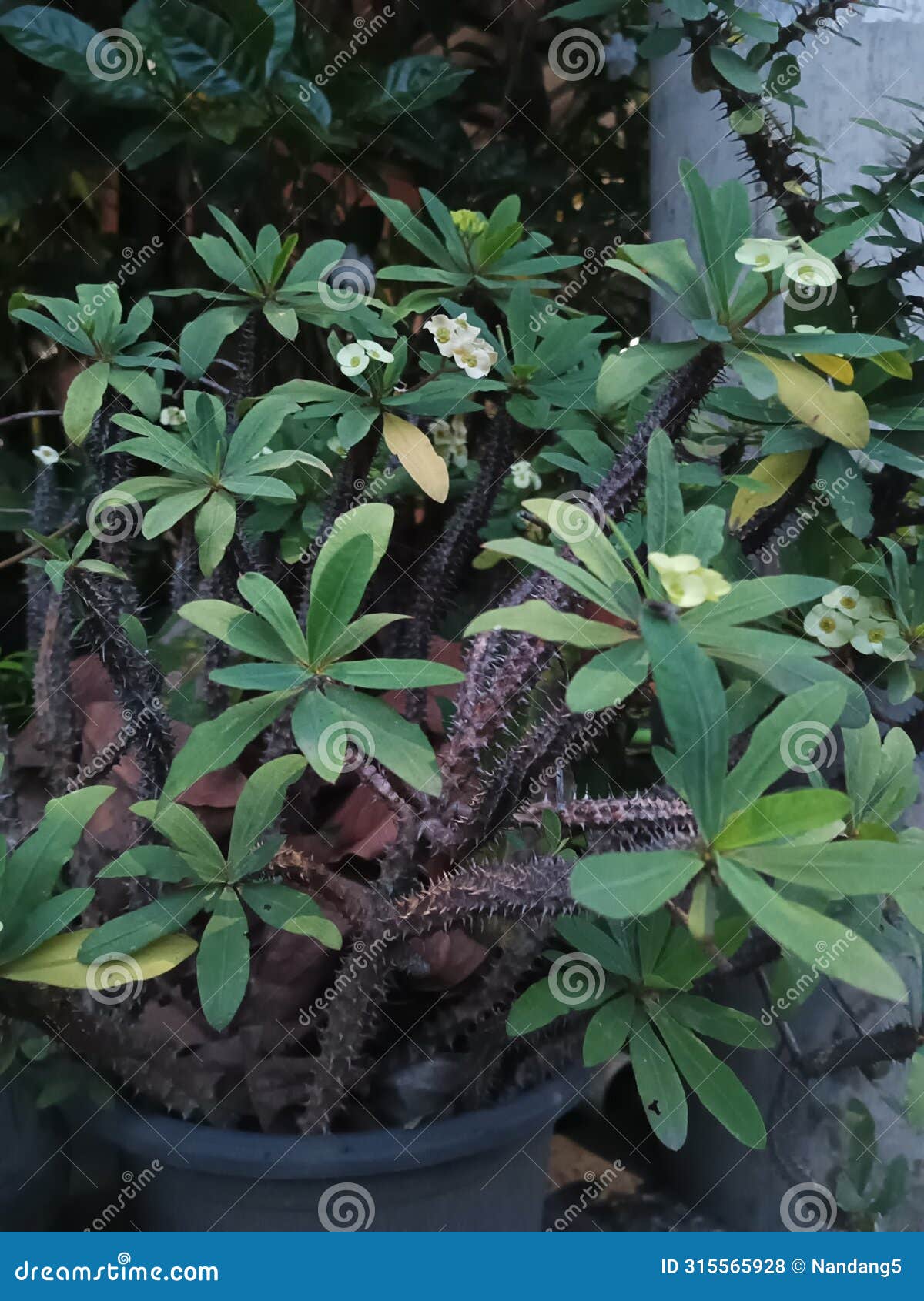 The Crown of Thorns Tree is a Beautiful Ornamental Plant Stock Photo ...