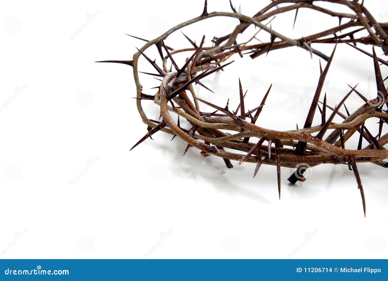 Crown of Thorns on a White Background Stock Photo - Image of thorn ...