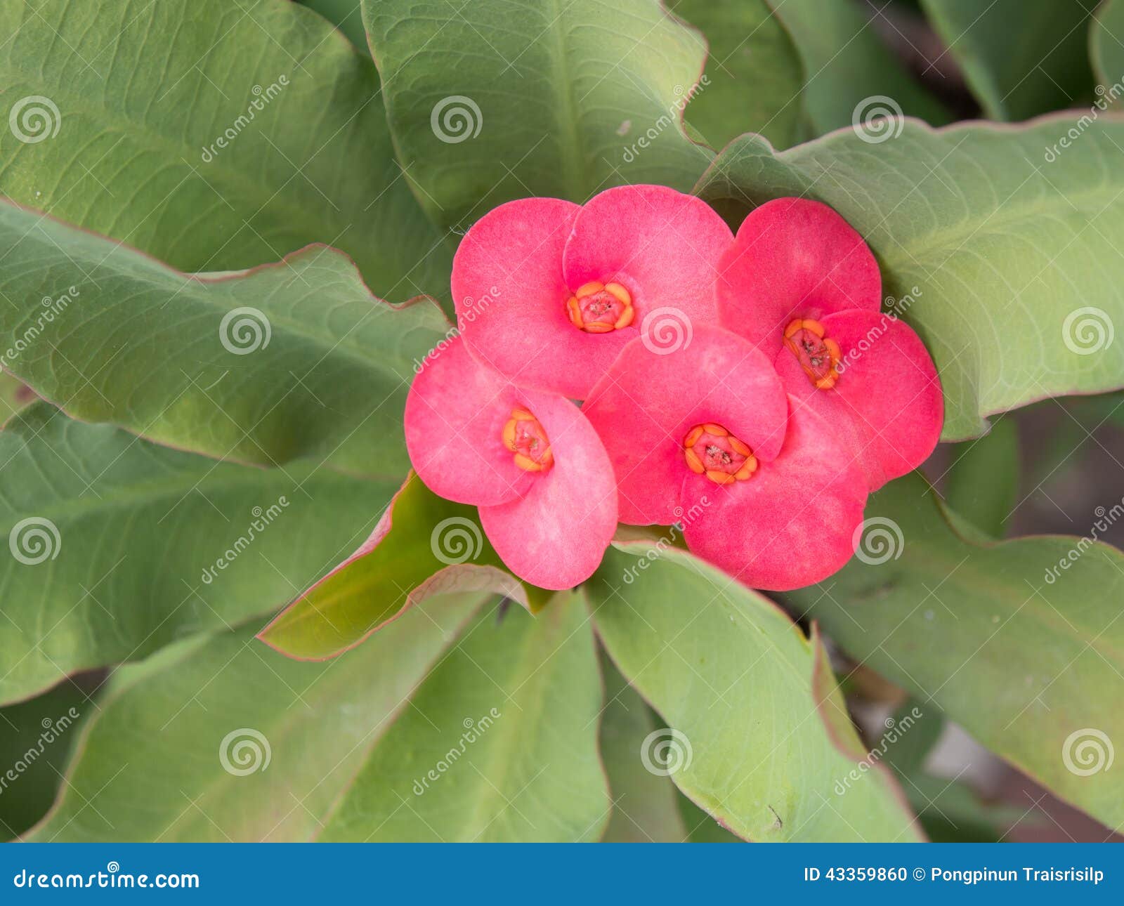 Crown of throne stock photo. Image of plant, natural - 43359860