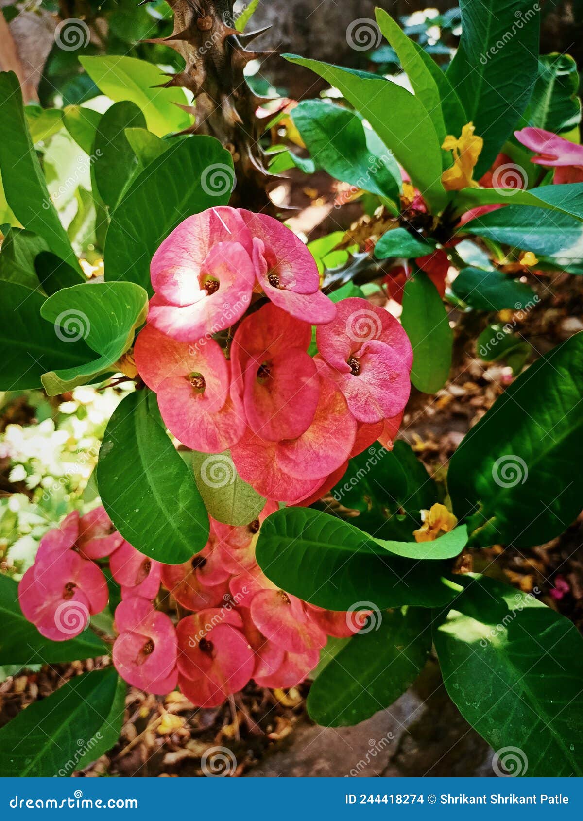 Crown of Throns Plant Flower Stock Photo - Image of pink, crown: 244418274