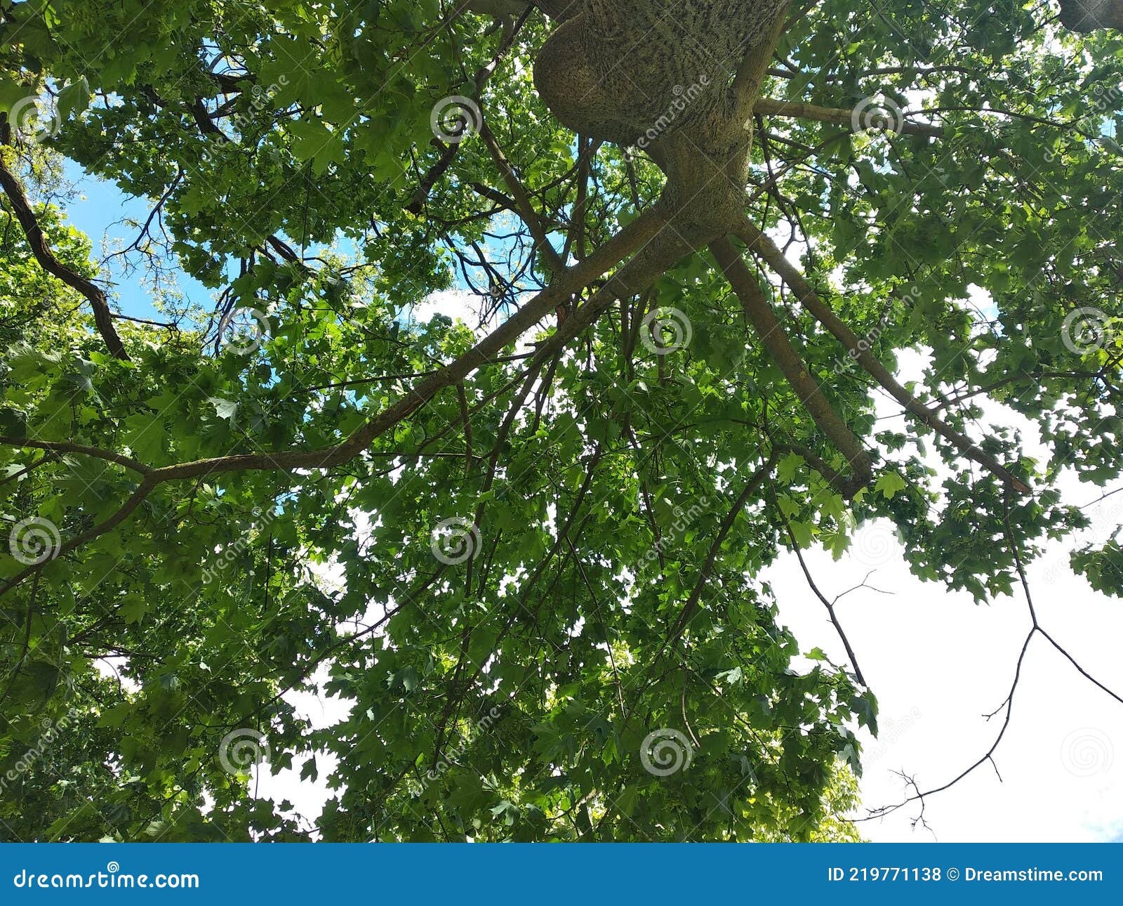 Crown of a tree stock photo. Image of spring, green - 219771138