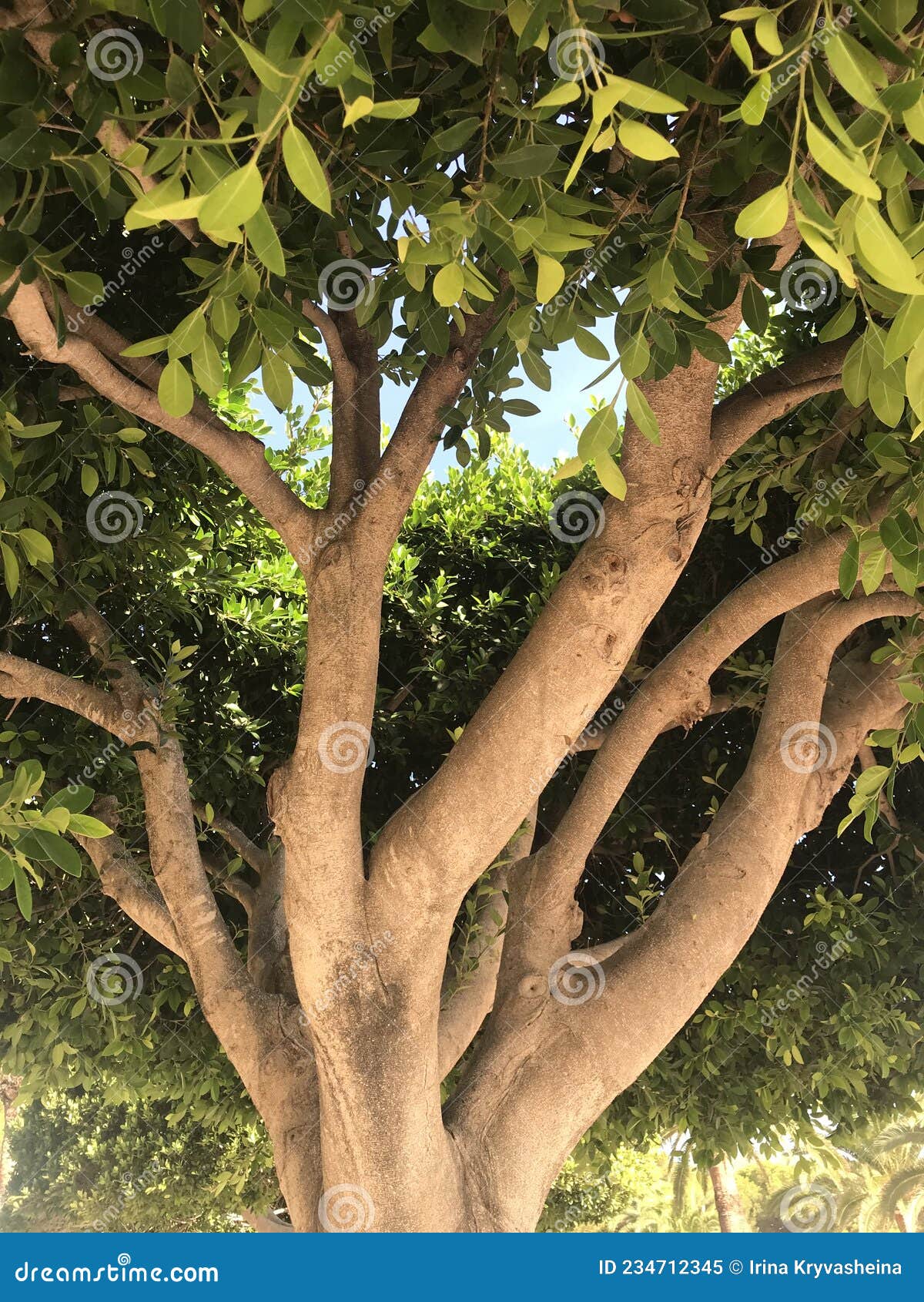 Crown of Tree, Brown Branches, Green Leaves Stock Image - Image of ...