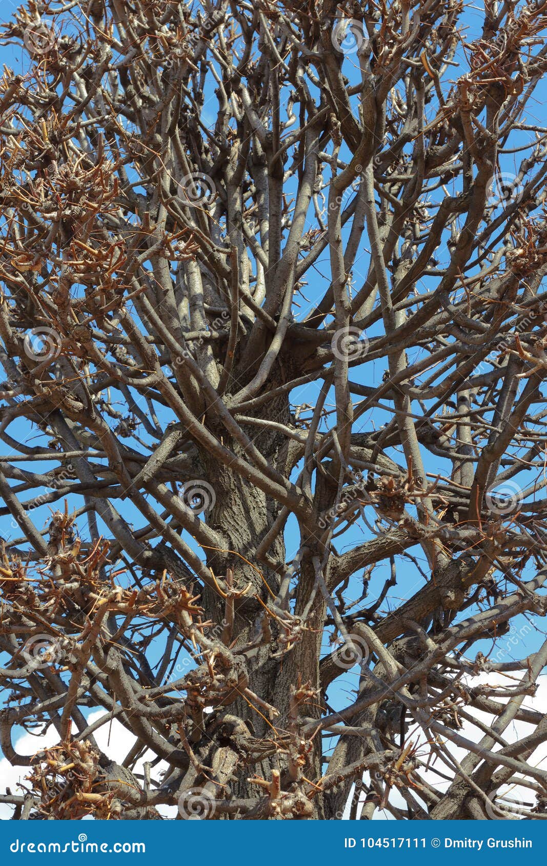 Crown of deciduous tree stock image. Image of forest - 104517111