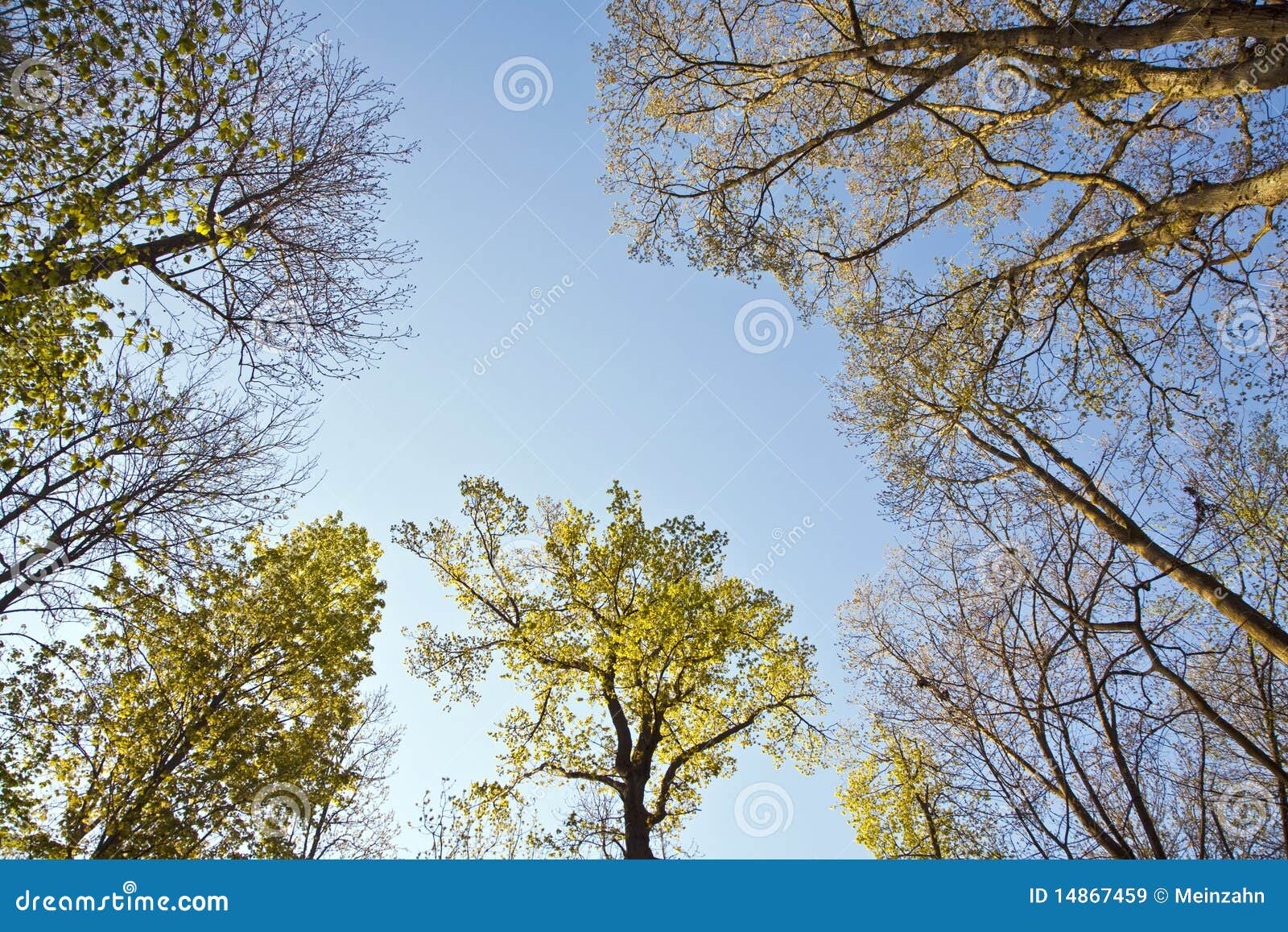 Crown of Tree with Colorful Leaves Stock Image - Image of rural, leaves ...