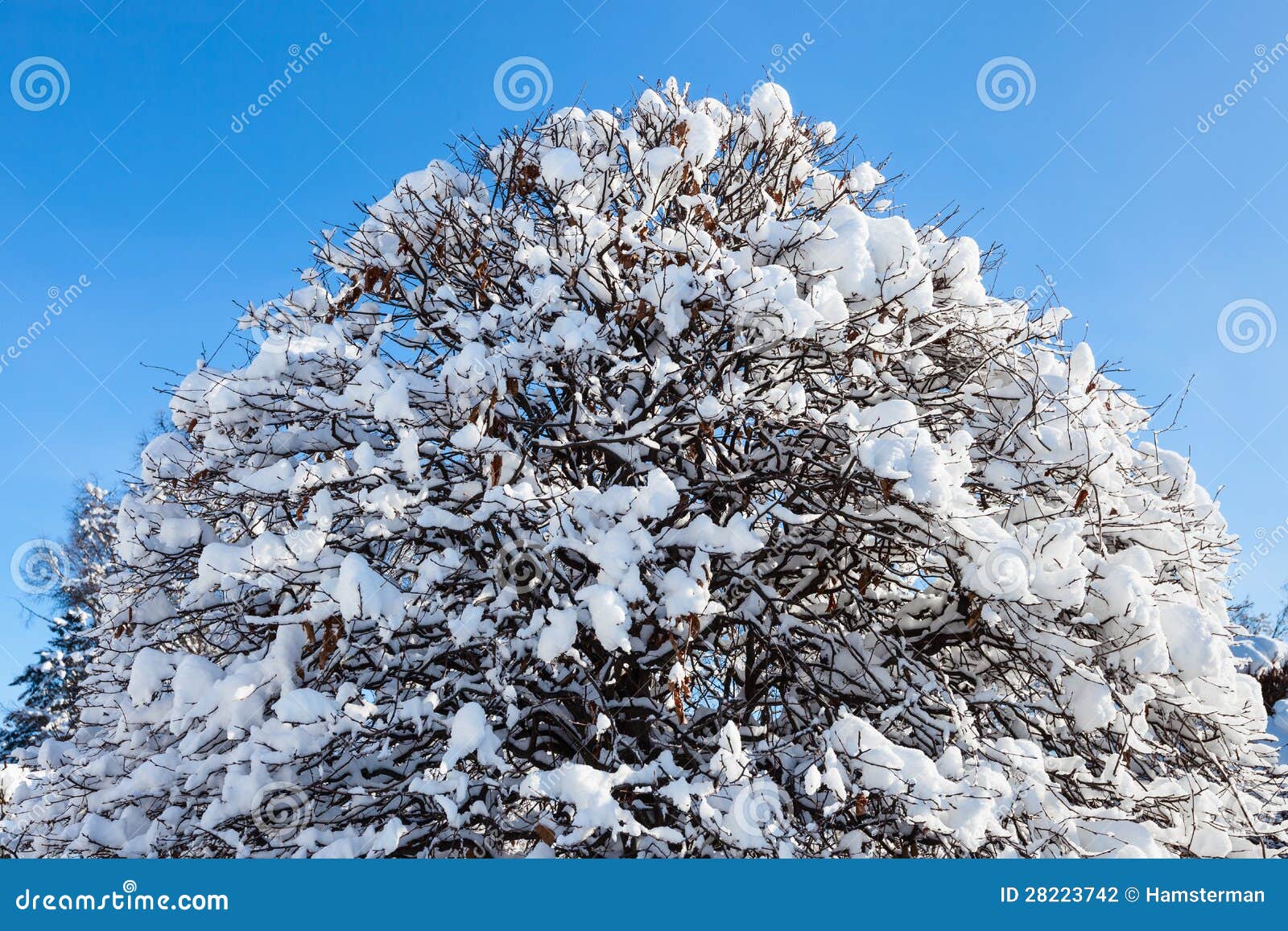 Crown of a Tree Covered with Snow Stock Photo - Image of branches ...