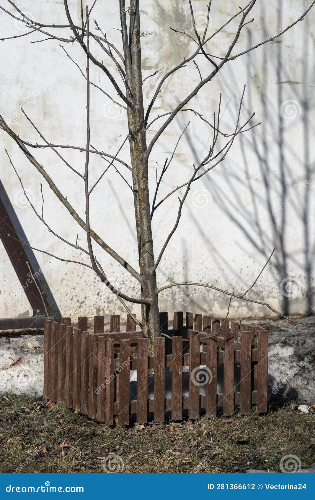 The Crown of a Tree Enclosed by a Fence in Early Spring. Stock Photo ...