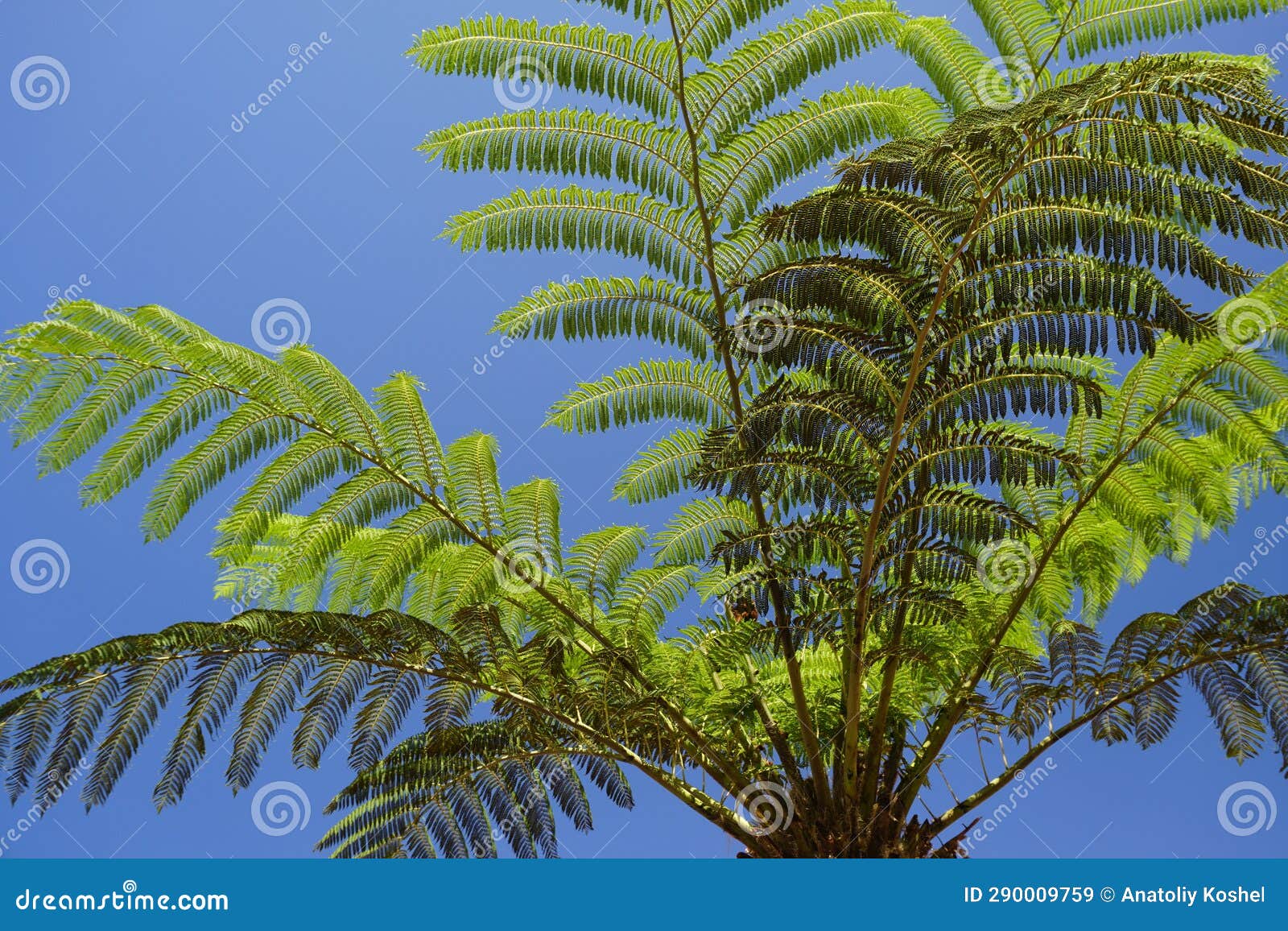 Crown of a Tree Fern Against a Blue Sky Stock Image - Image of ...