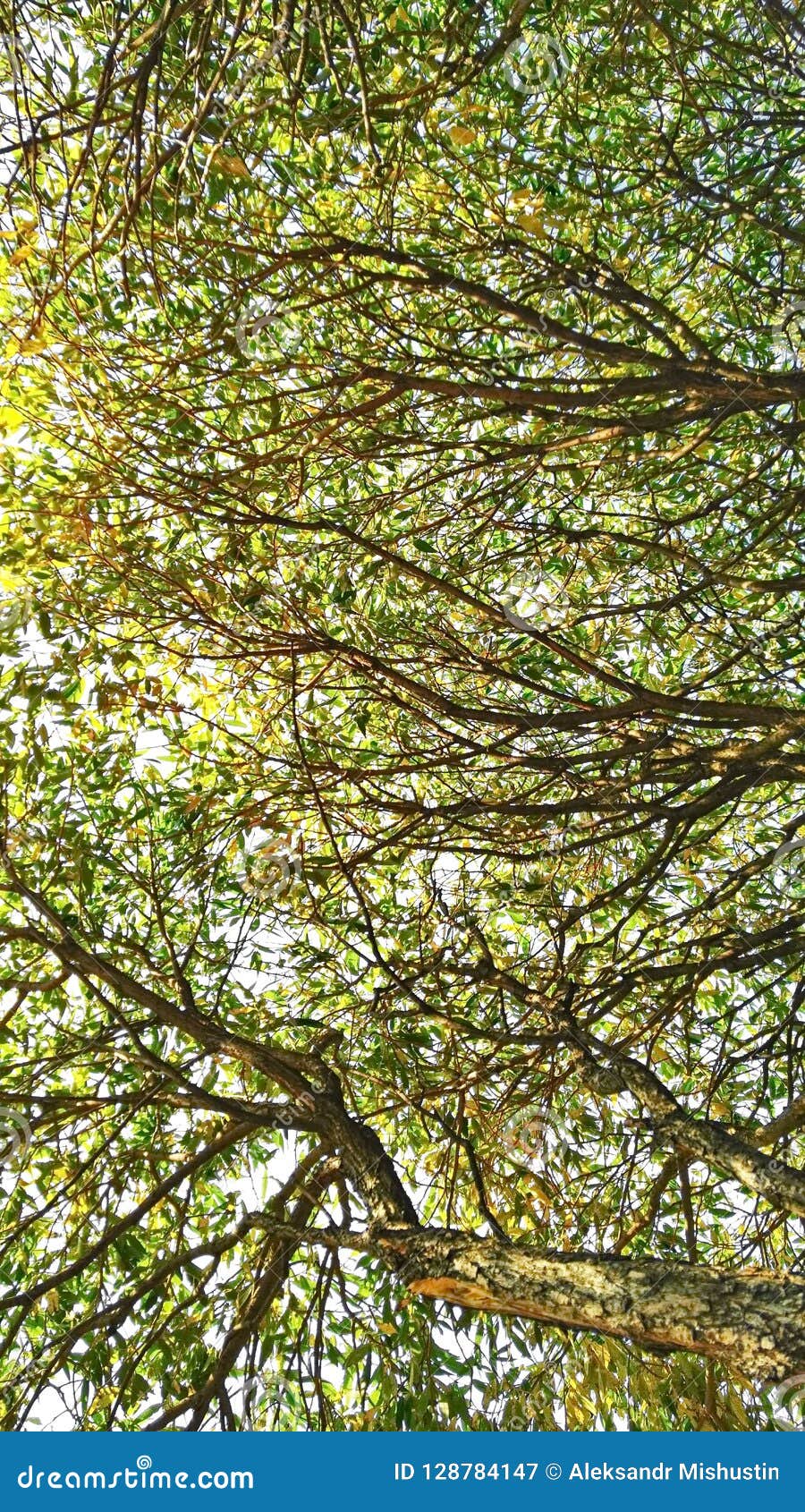 Crown Tree Green Leaves Branches Stock Image - Image of clear, shrubs ...