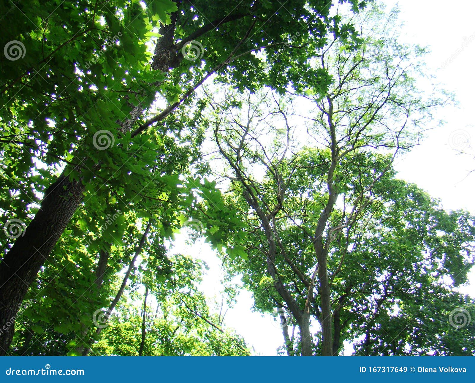 Crown of the Tree with Green Leaves. Green Tree Crown Stock Image ...