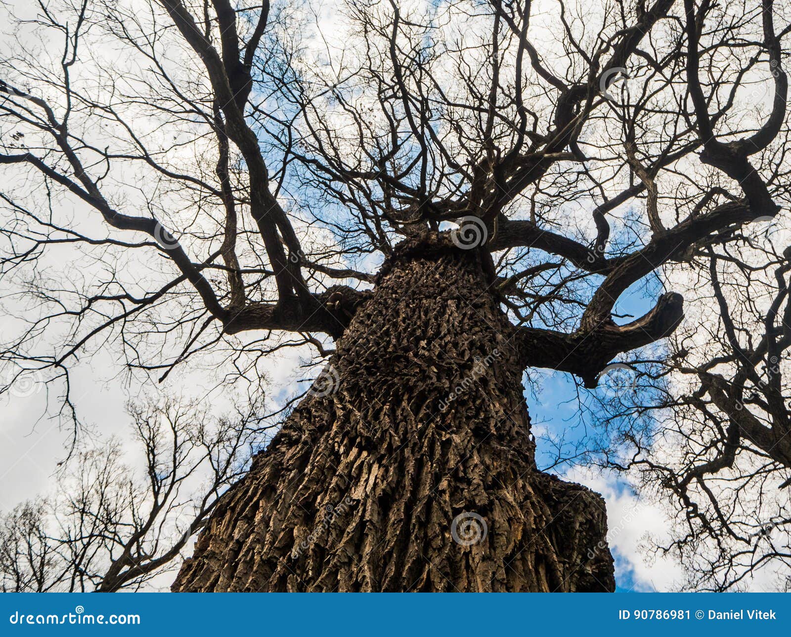 Crown of the tree stock image. Image of board, plank - 90786981