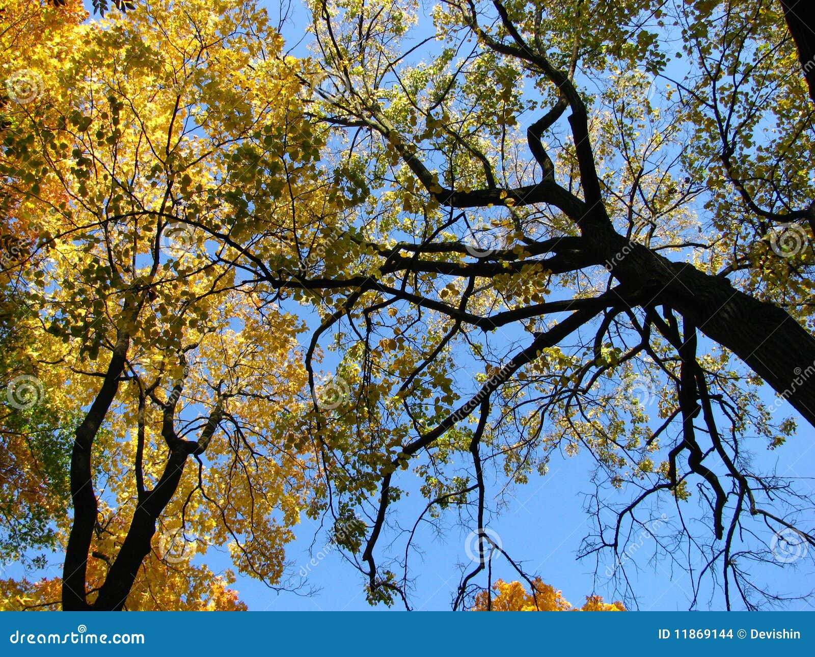 Crown of a trees stock photo. Image of nature, fall, forest - 11869144