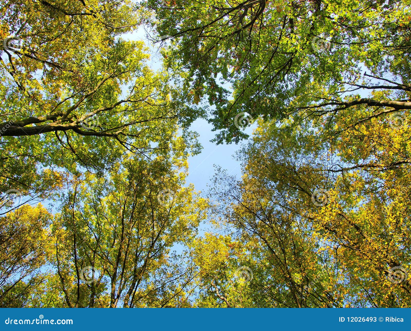 Crown of a trees stock image. Image of crown, autumn - 12026493