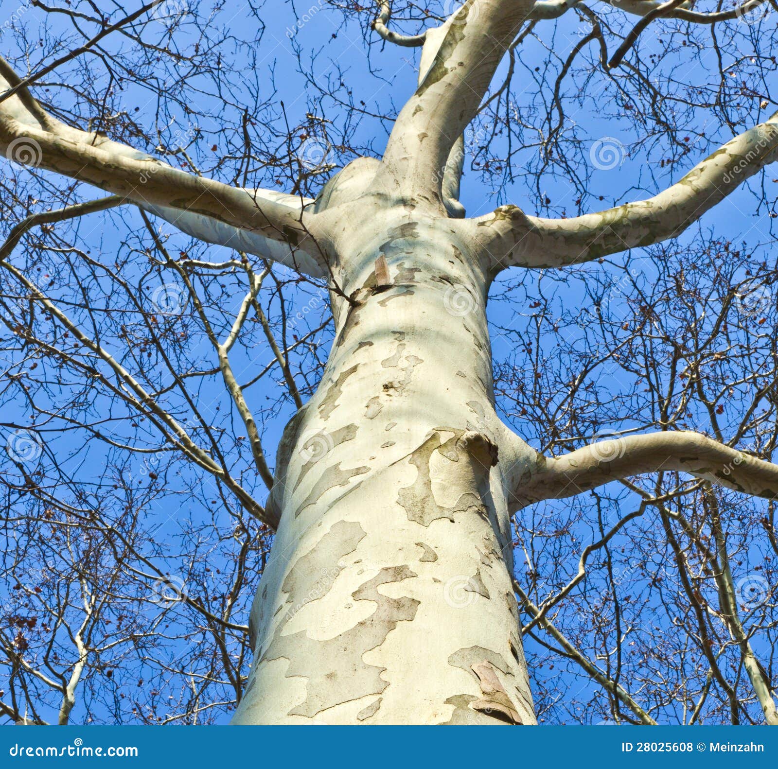 Crown of trees stock photo. Image of nature, birch, grey - 28025608