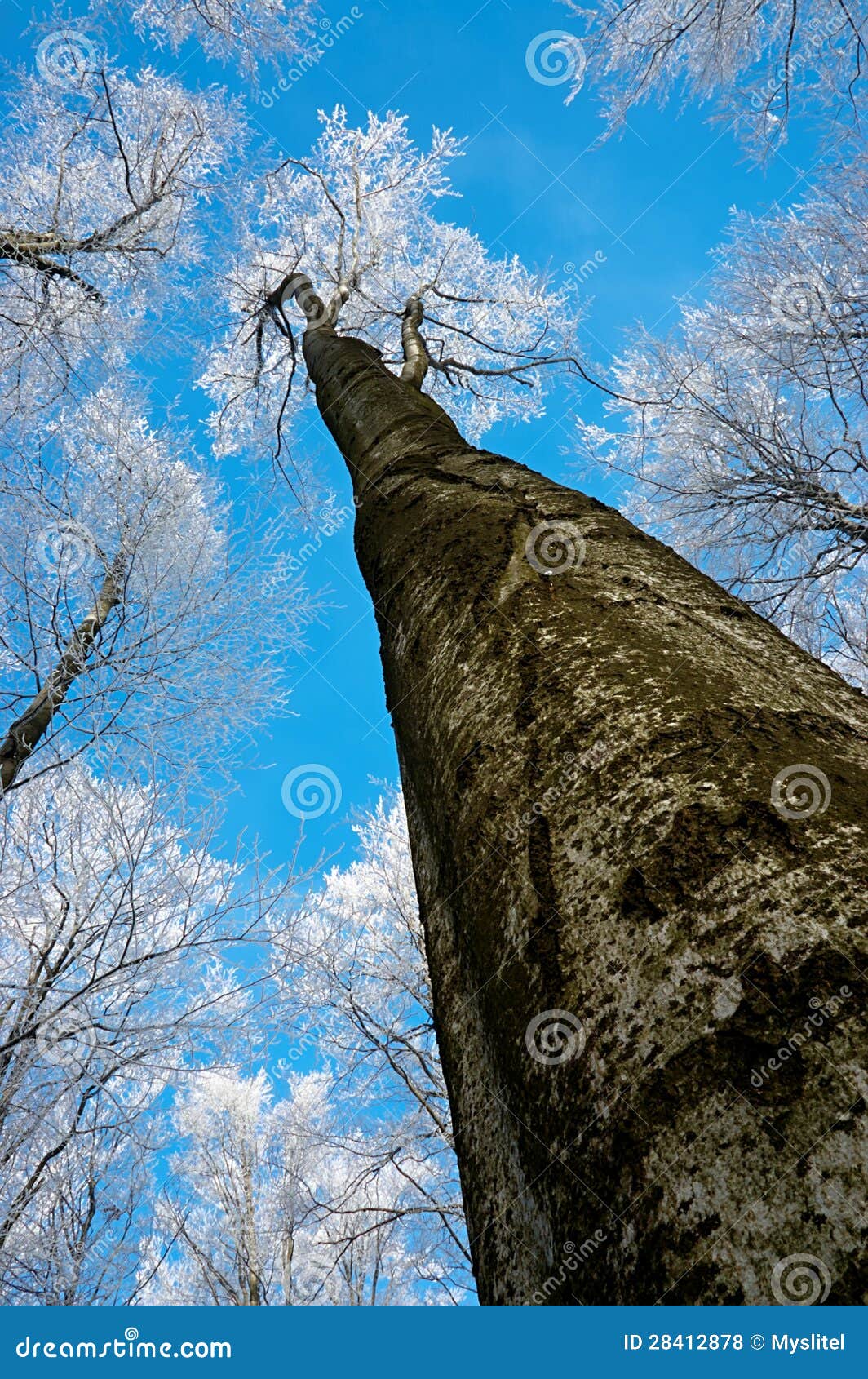 Crown of trees stock photo. Image of weather, light, nature - 28412878