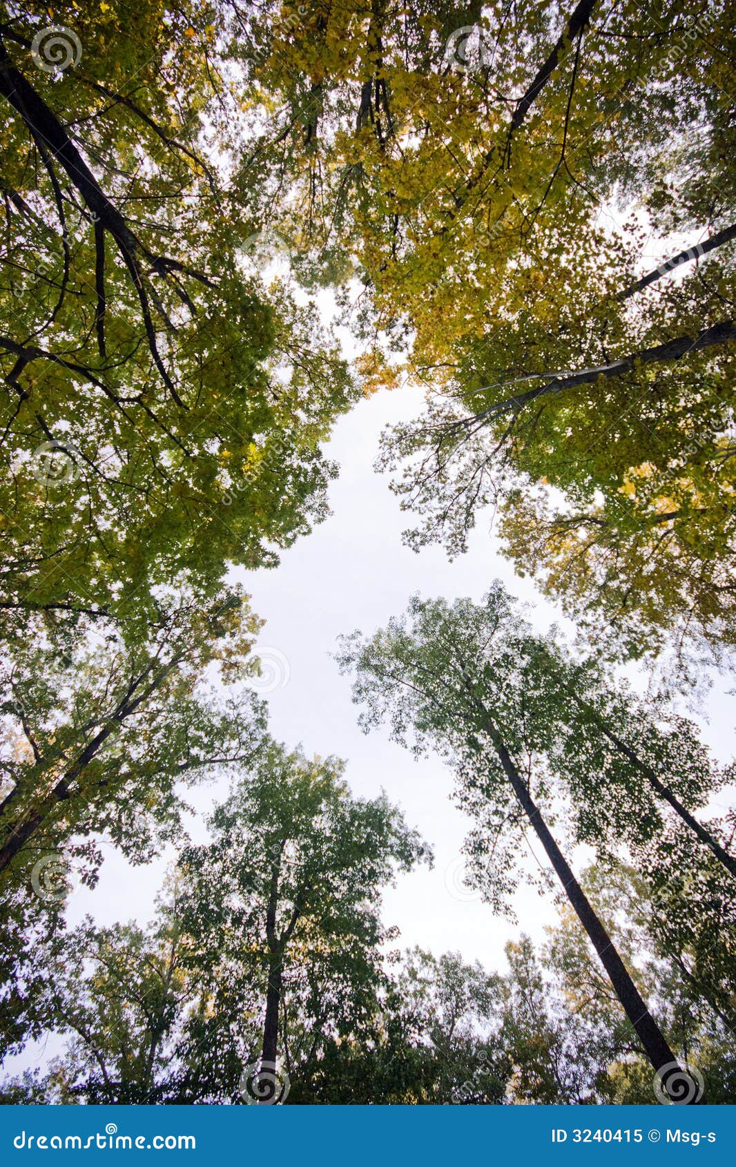 Crown of a trees stock image. Image of branch, green, trunk - 3240415