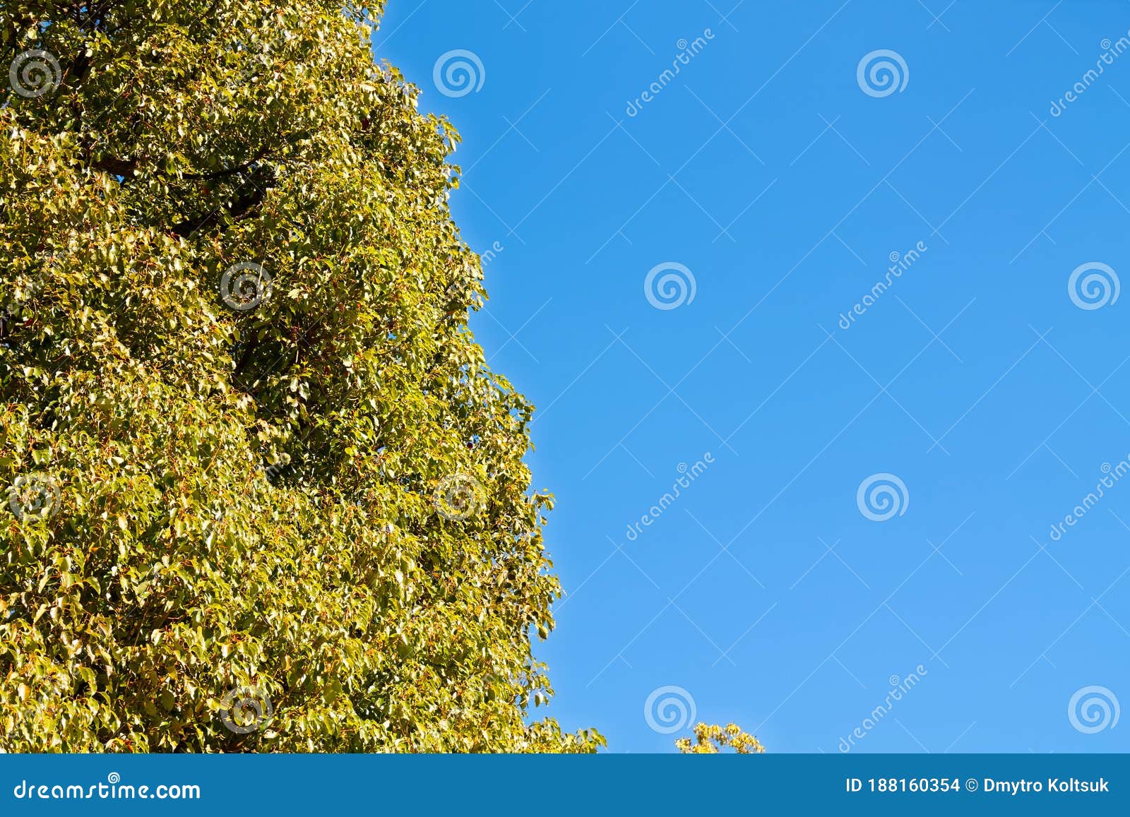 The Canopy Of Tall Trees Framing A Clear Blue Sky, With The Sun Shining ...