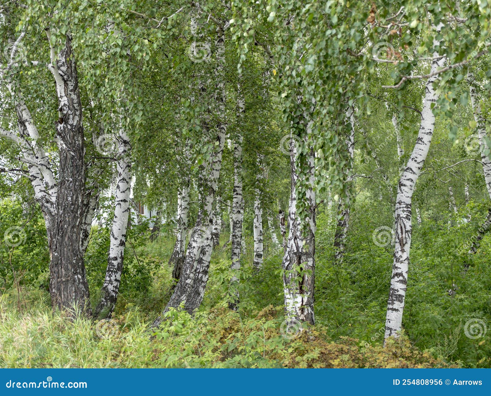Crown of Trees with a Bright Day of Sun and Rays Stock Photo - Image of ...