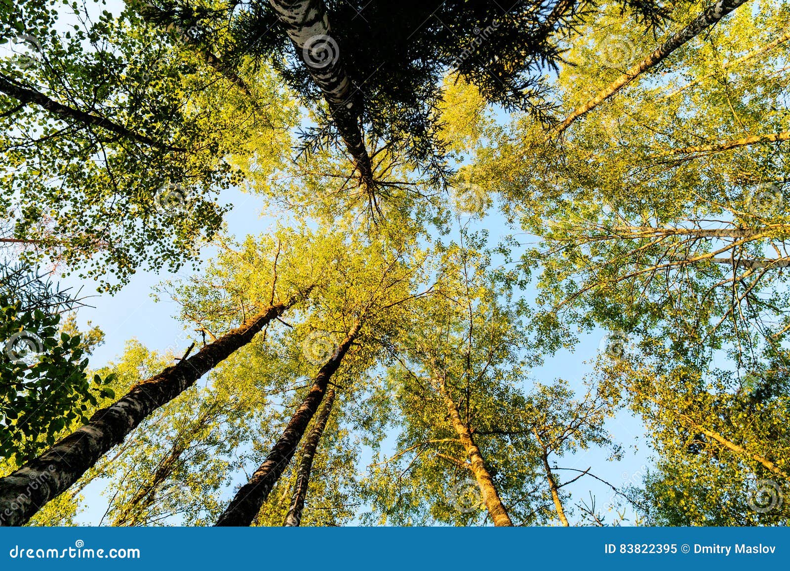 Crown of trees stock image. Image of nature, lush, tree - 83822395