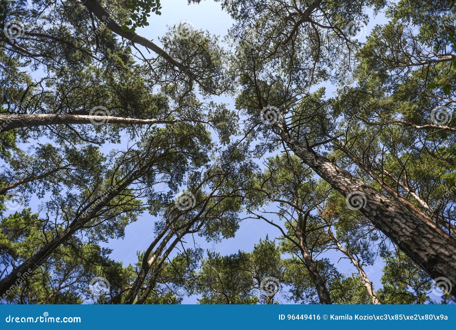 Crown of Trees in the Forest, View from Below Stock Photo - Image of ...