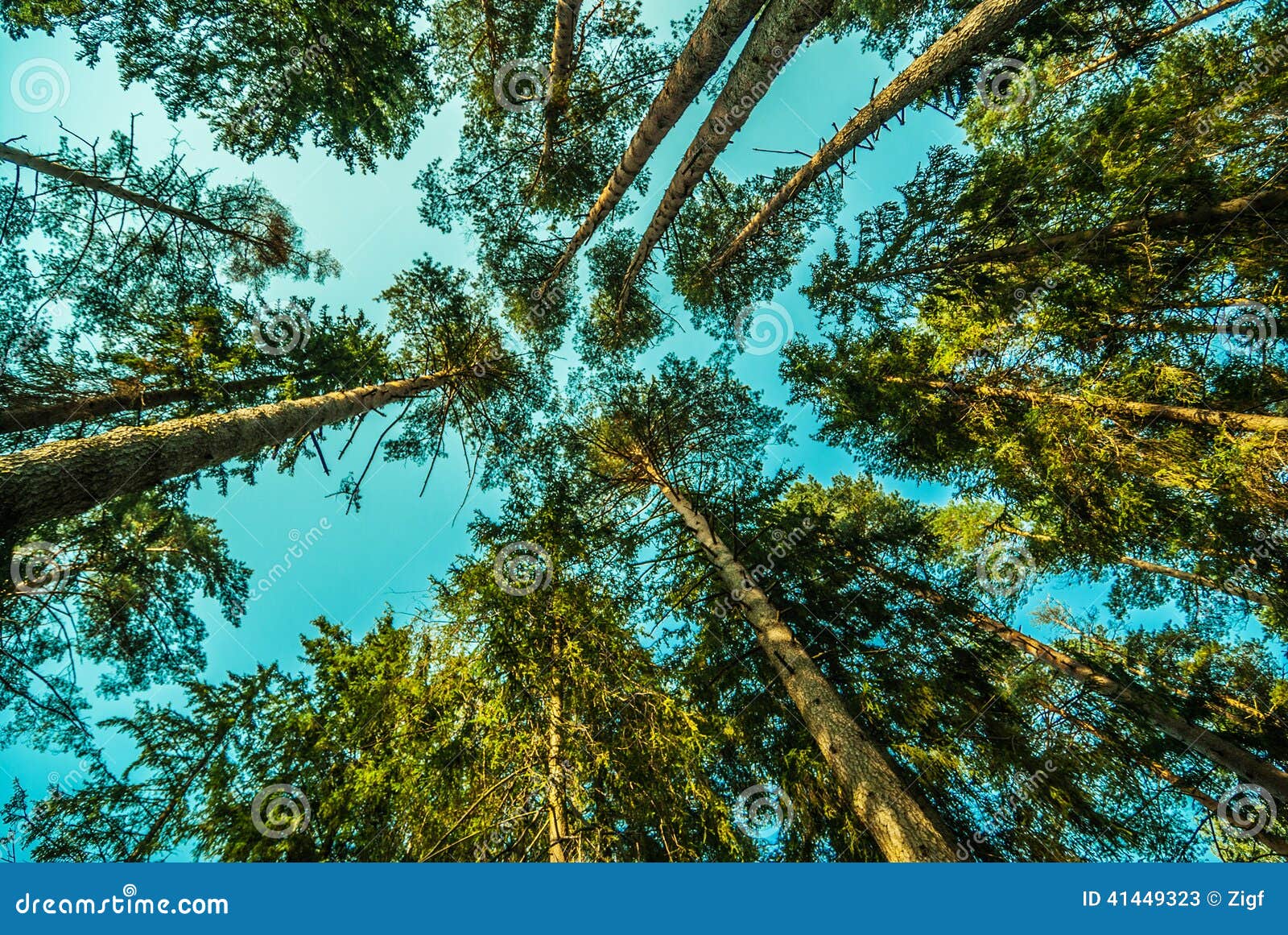 Crown trees and pine stock image. Image of outdoors, natural - 41449323