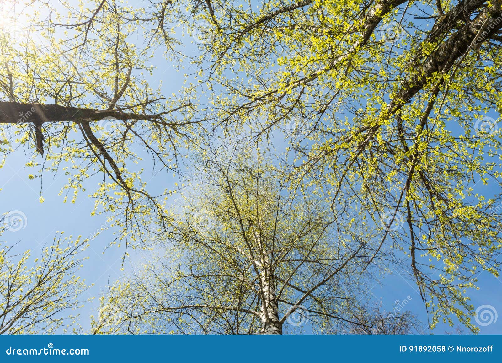 Crown of Trees with Sparse Branches and Small Green Leaves Against the ...