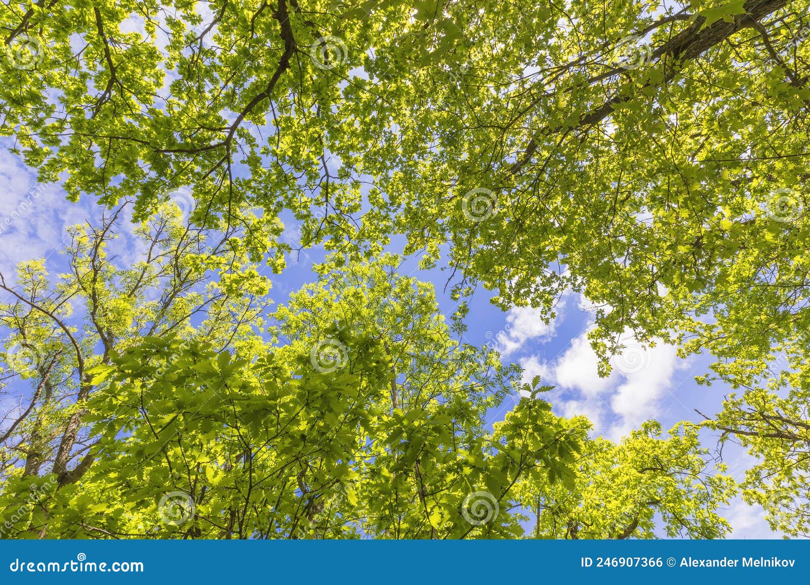 Crown of Trees in Spring in the Forest Stock Photo - Image of branch ...