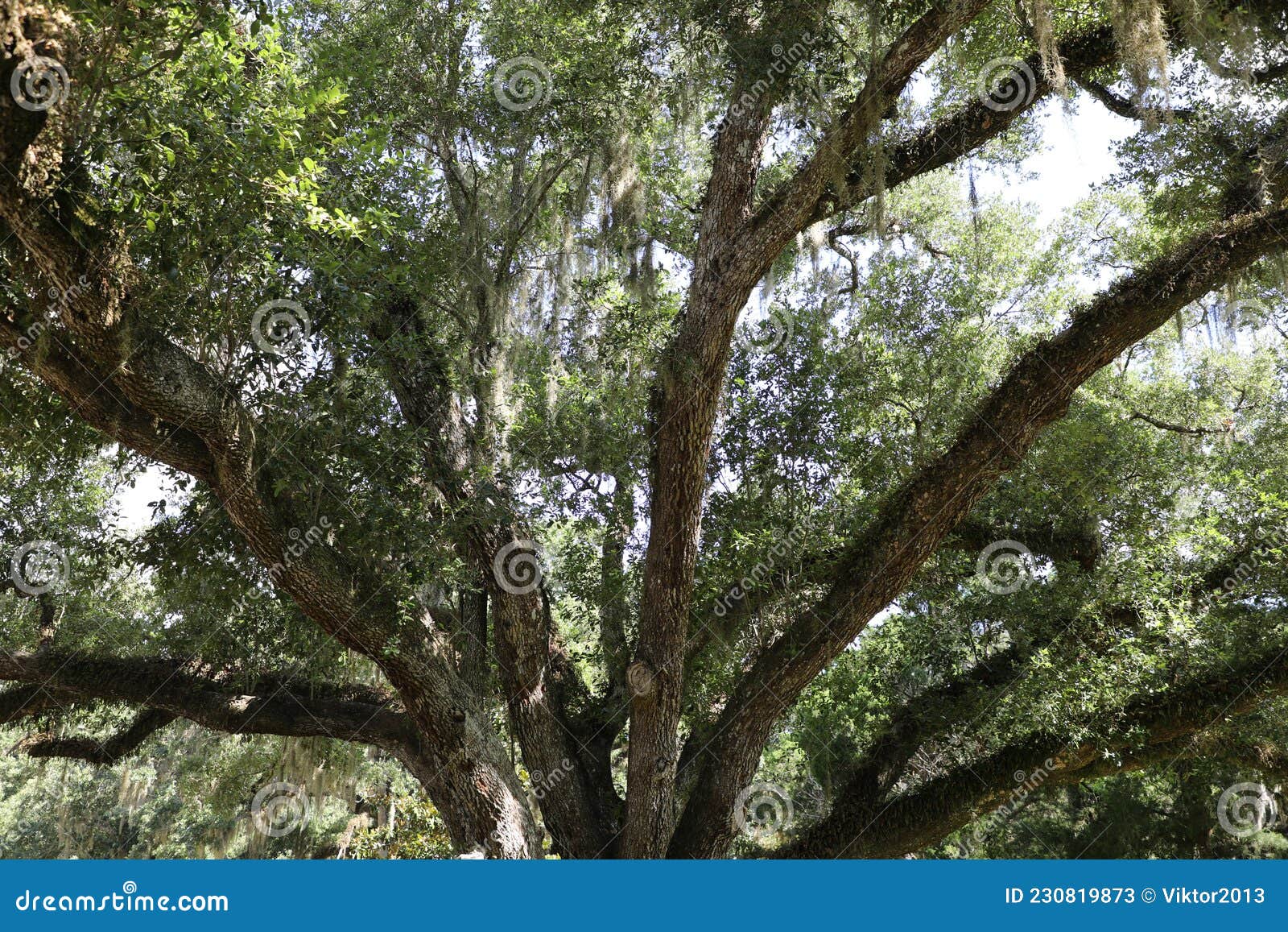 Crown of the trees stock image. Image of clouds, natural - 230819873