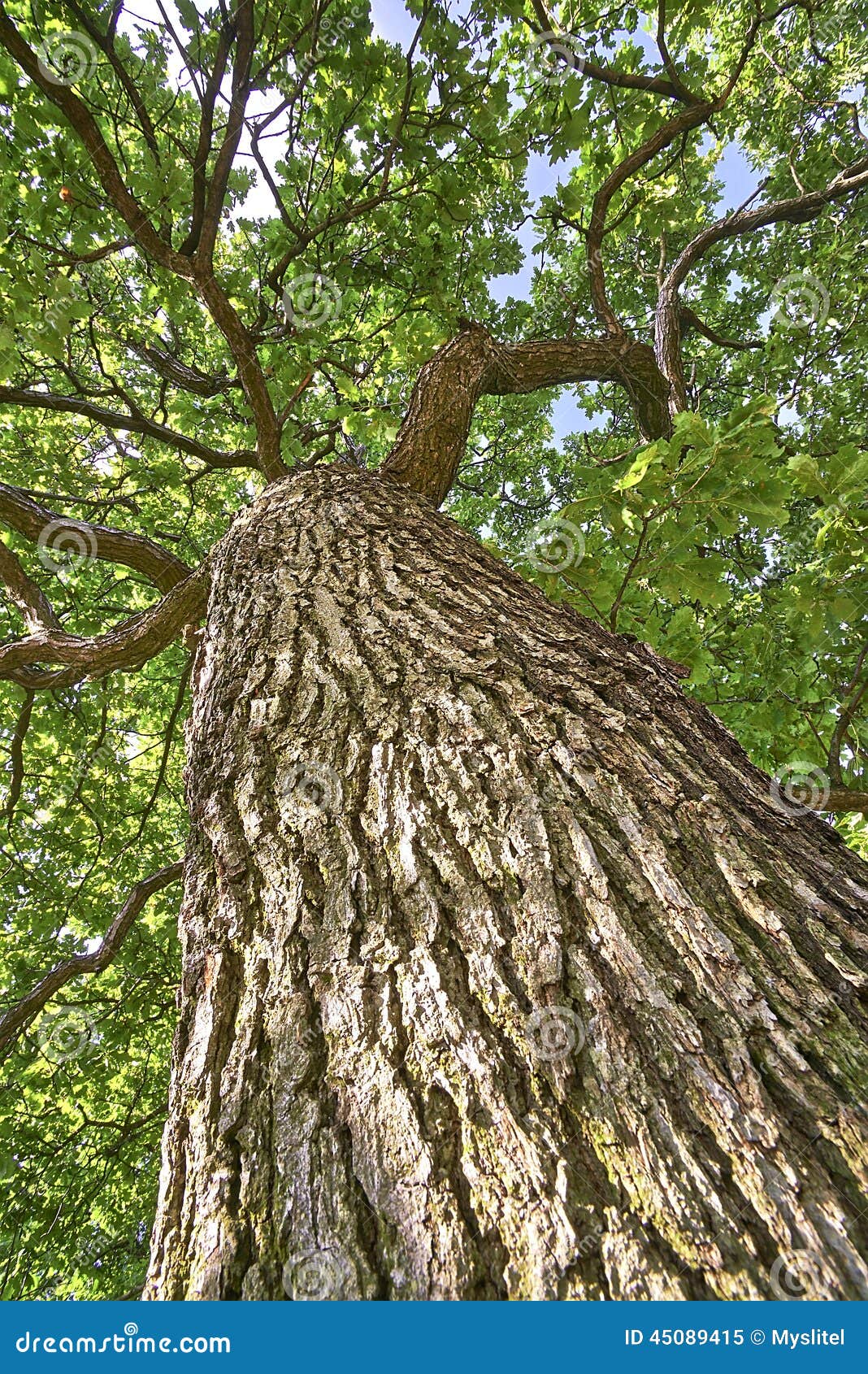 Crown of trees stock image. Image of silence, natural - 45089415