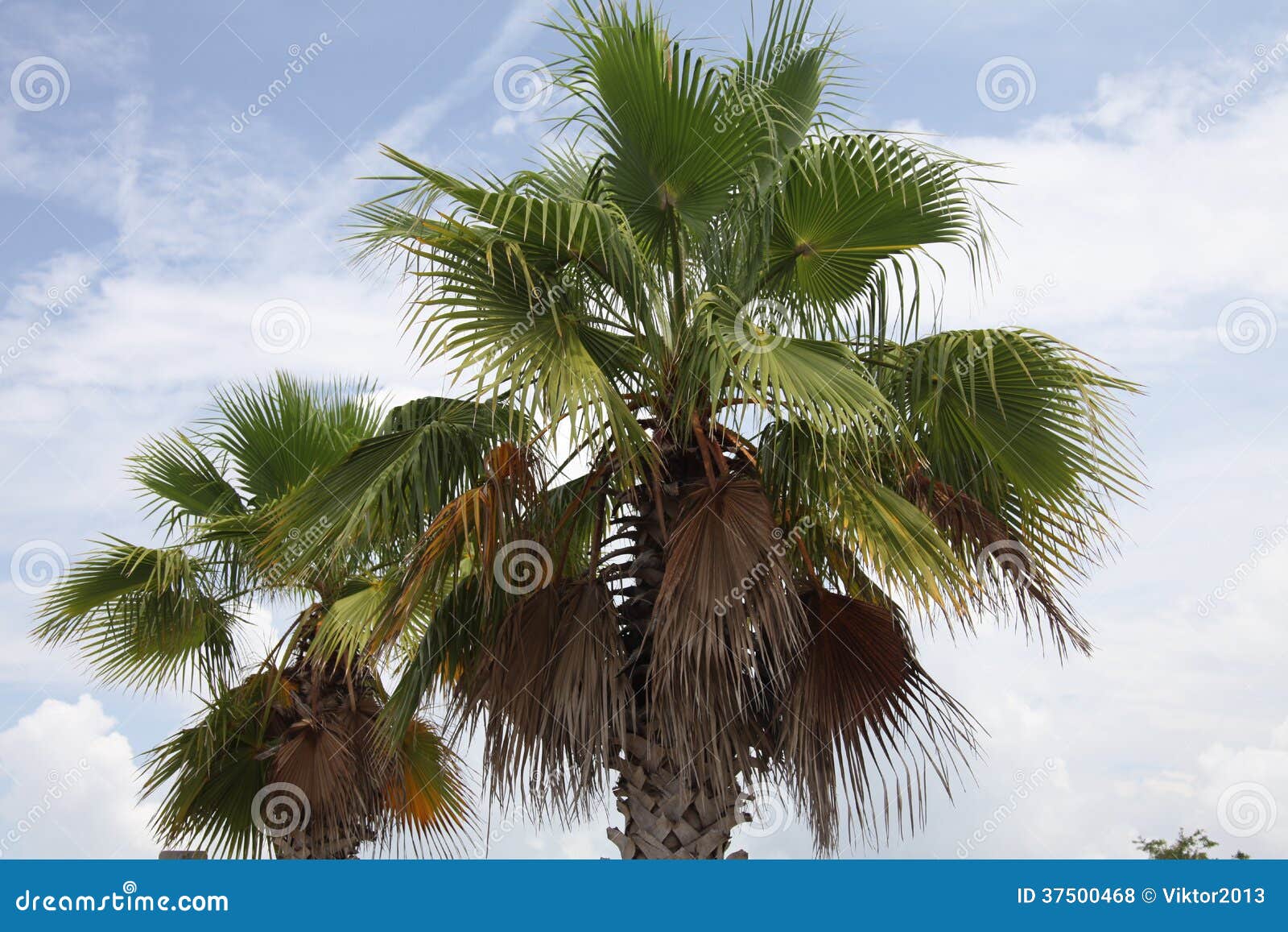Crown of the trees stock photo. Image of blue, flora - 37500468
