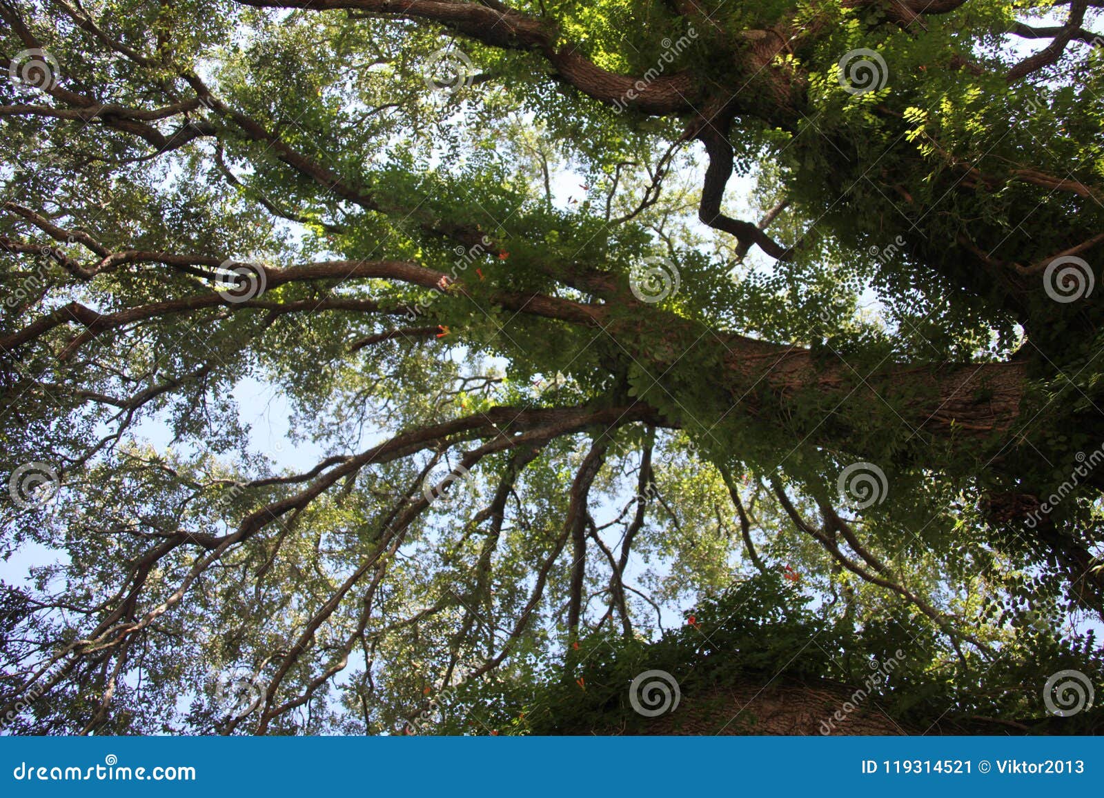 Crown of the trees stock image. Image of forest, summer - 119314521