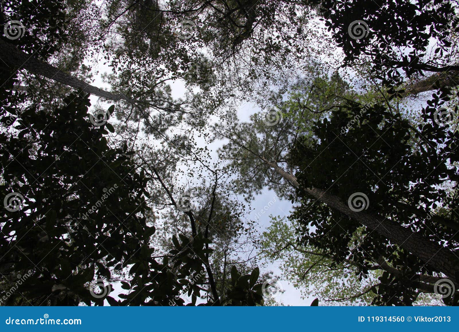 Crown of the trees stock photo. Image of outside, beauty - 119314560