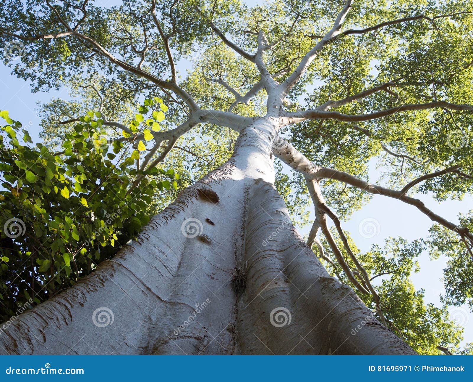 A big tree stock image. Image of tree, leaf, bright, spring - 81695971