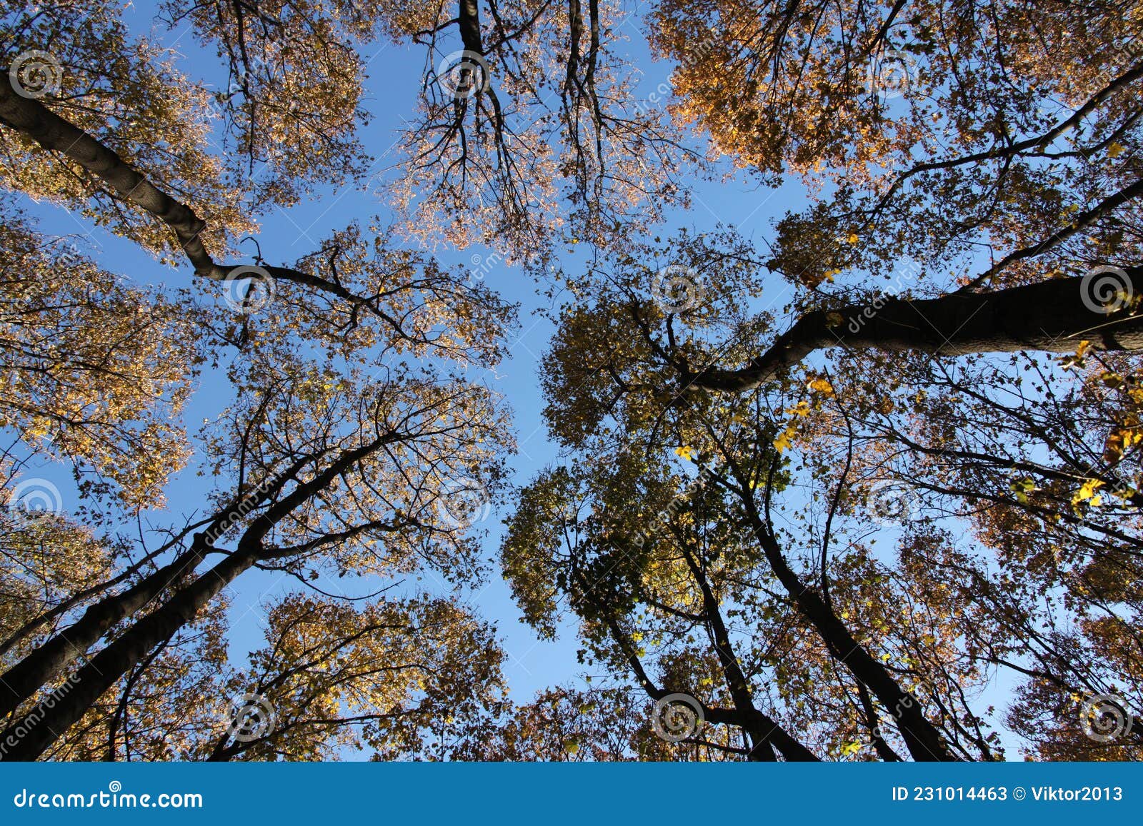 Crown of the yellow trees stock image. Image of landscape - 231014463
