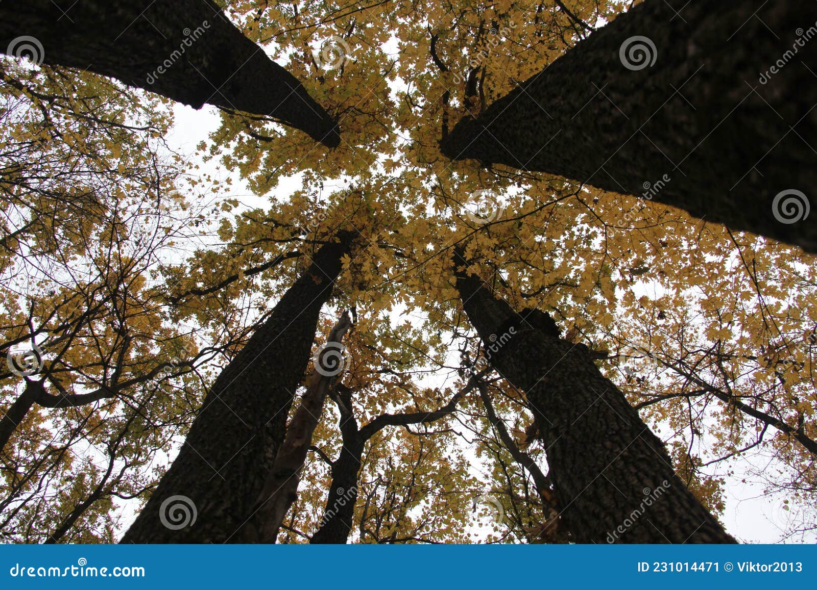 Crown of the yellow trees stock image. Image of beauty - 231014471
