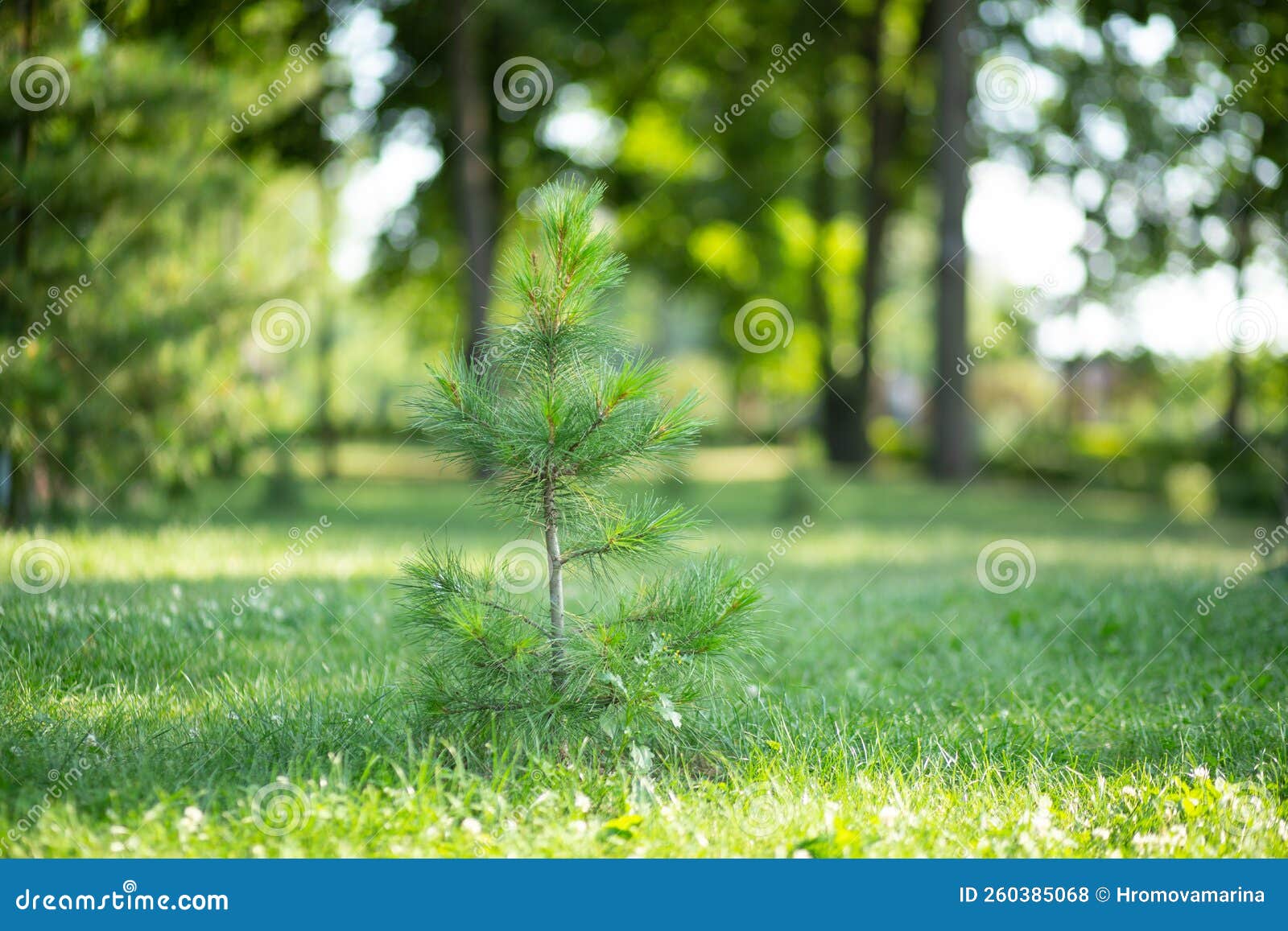 The Crown of a Young Pine Tree in the Park Stock Photo - Image of ...