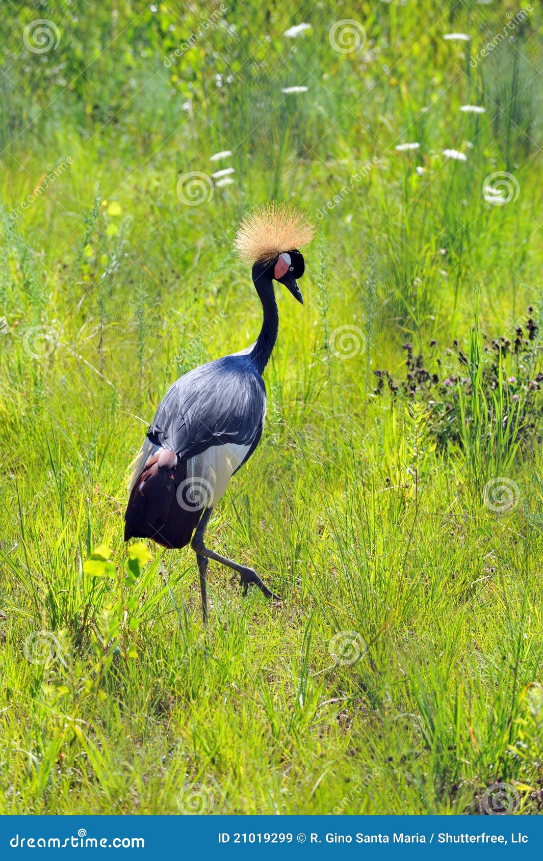 Crowned African Crane stock image. Image of natural, wild - 21019299