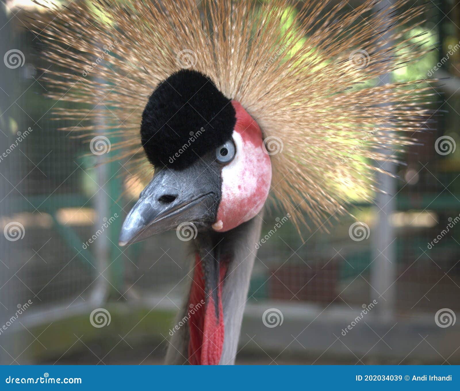 Crowned Bird Looks so Angry Stock Image - Image of seabird, ducks ...