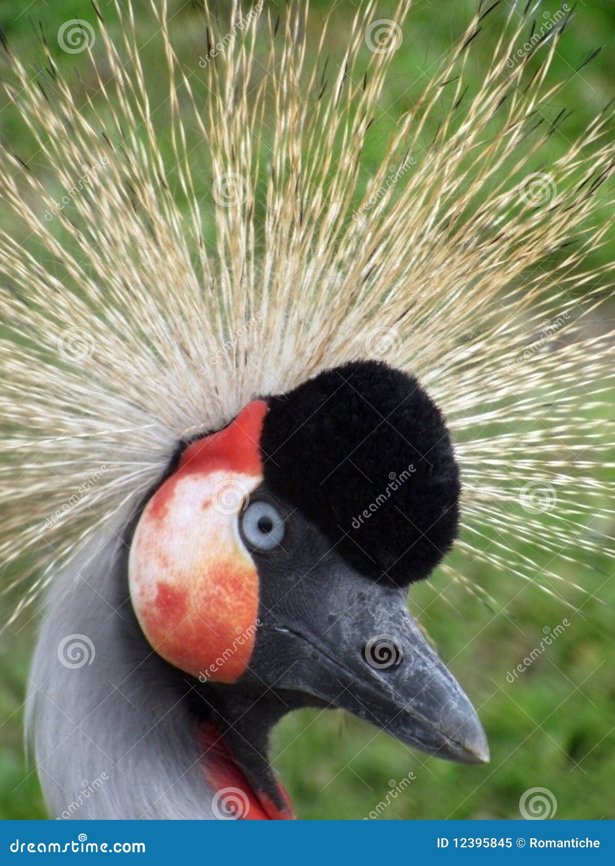 Crowned crane stock image. Image of crane, fauna, zoology - 12395845