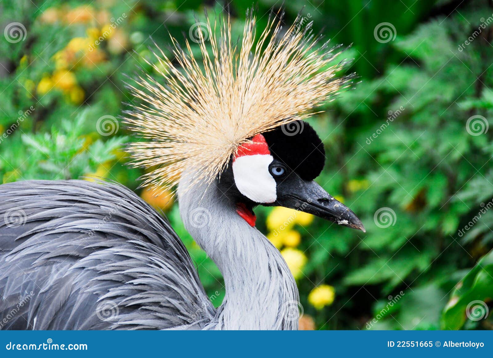 Crowned crane stock image. Image of bird, crown, male - 22551665