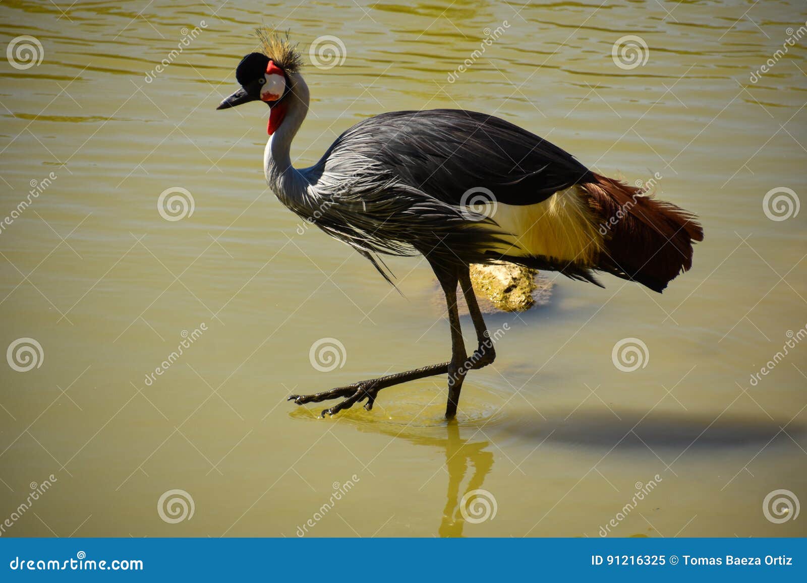 Crowned crane stock image. Image of crane, fauna, nature - 91216325