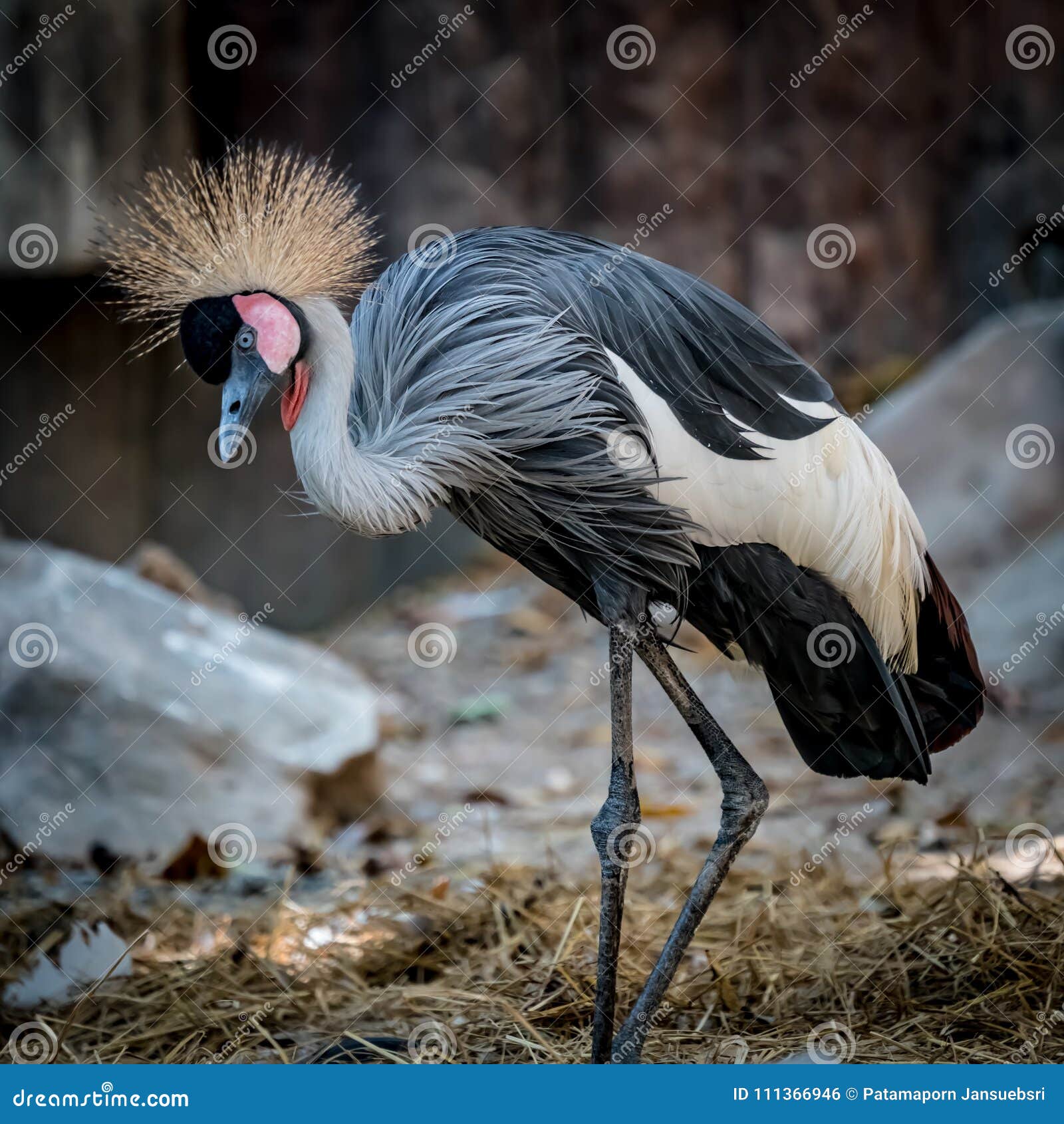 Crowned crane stock photo. Image of crown, crane, nature - 111366946