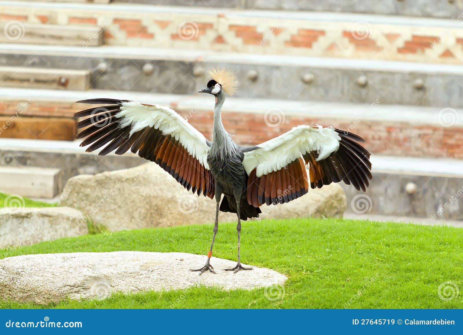 Crowned Crane with Open Wings Stock Image - Image of crown, animal ...