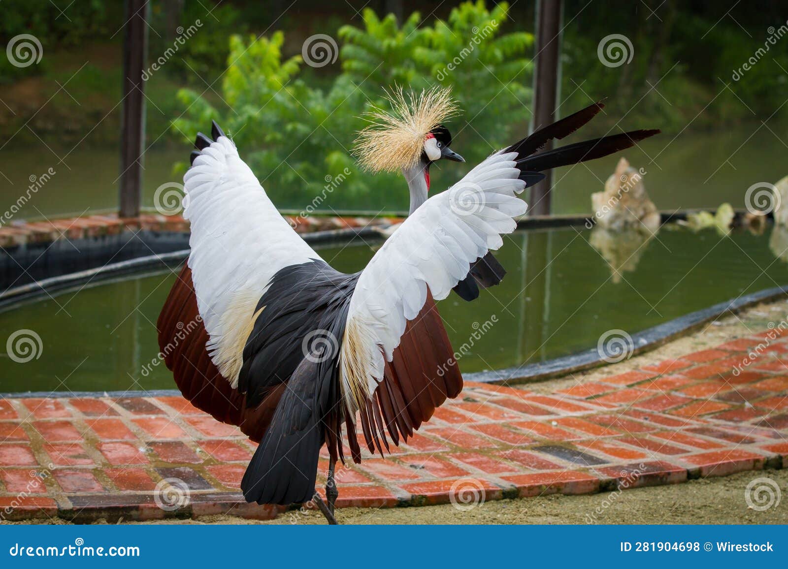 Crowned Crane with Open Wings Stock Photo - Image of balearica, crane ...