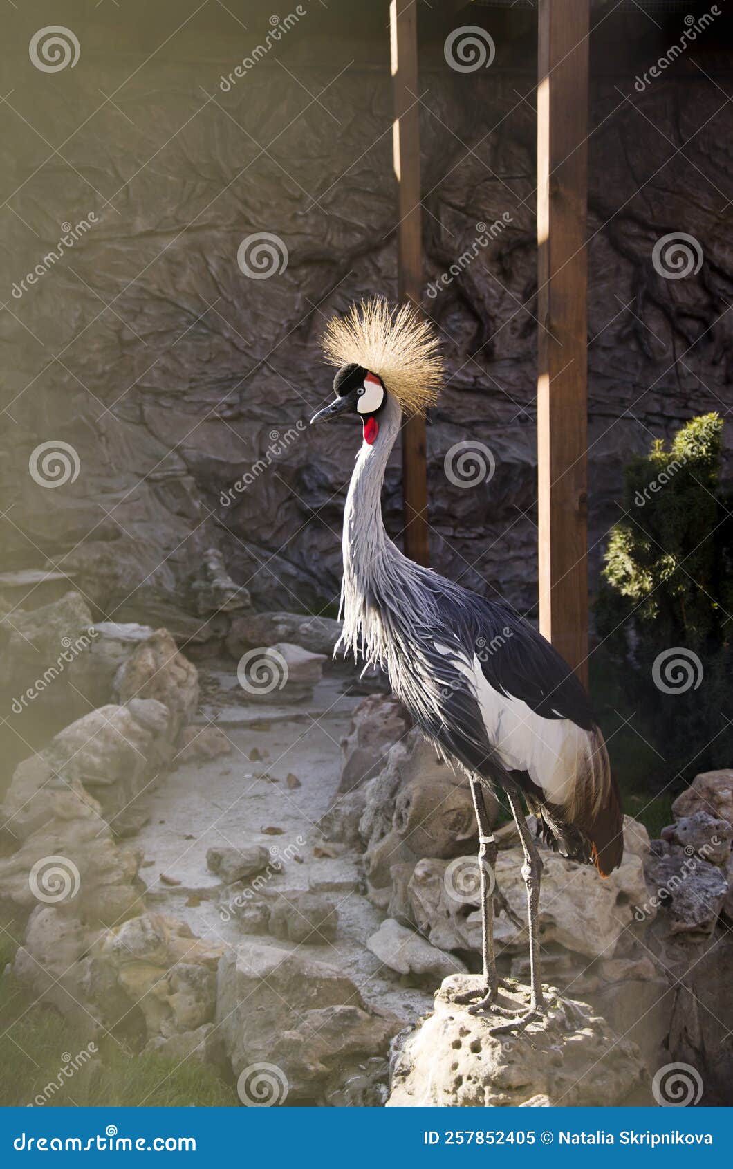 Crowned Crane Stands on a Stone in the Zoo Stock Image - Image of ...