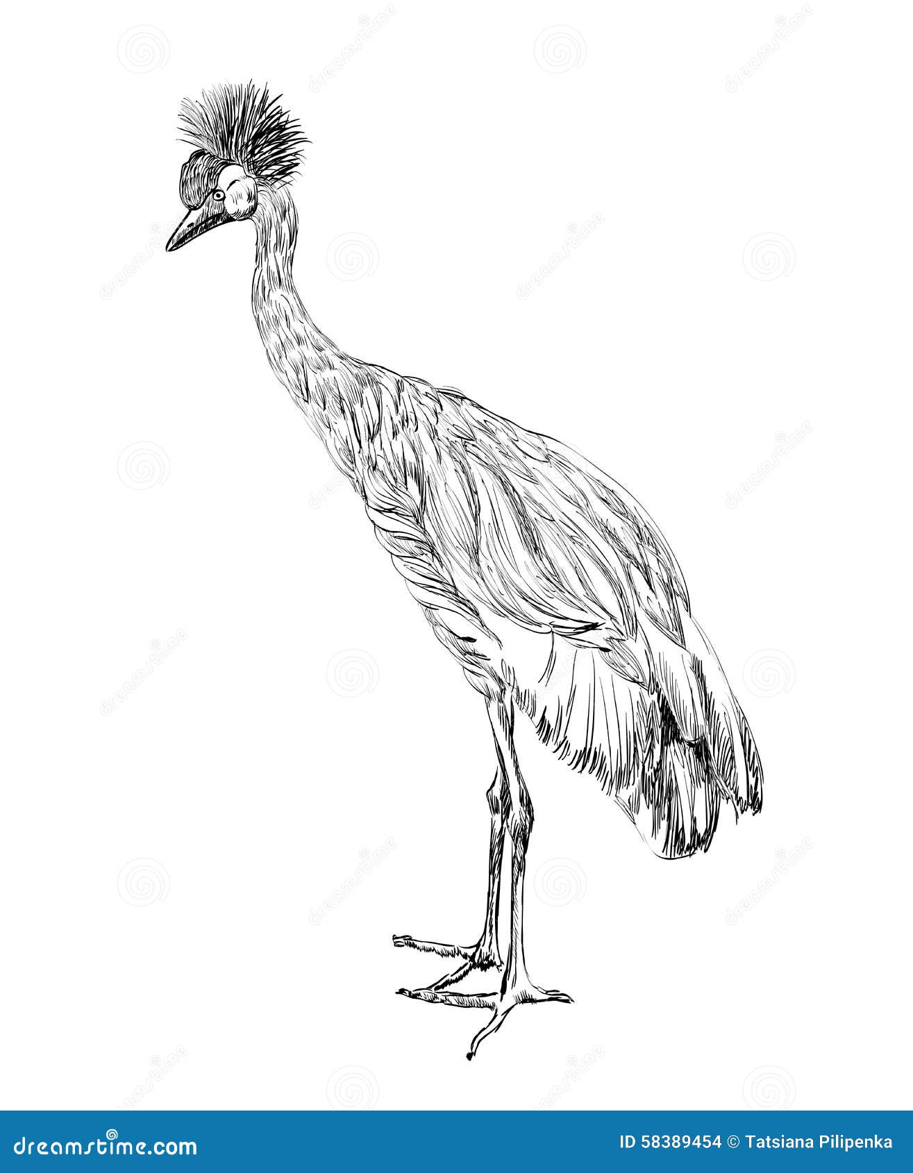 Vector Of Crowned Crane Bird Design African Crowned Crane ...