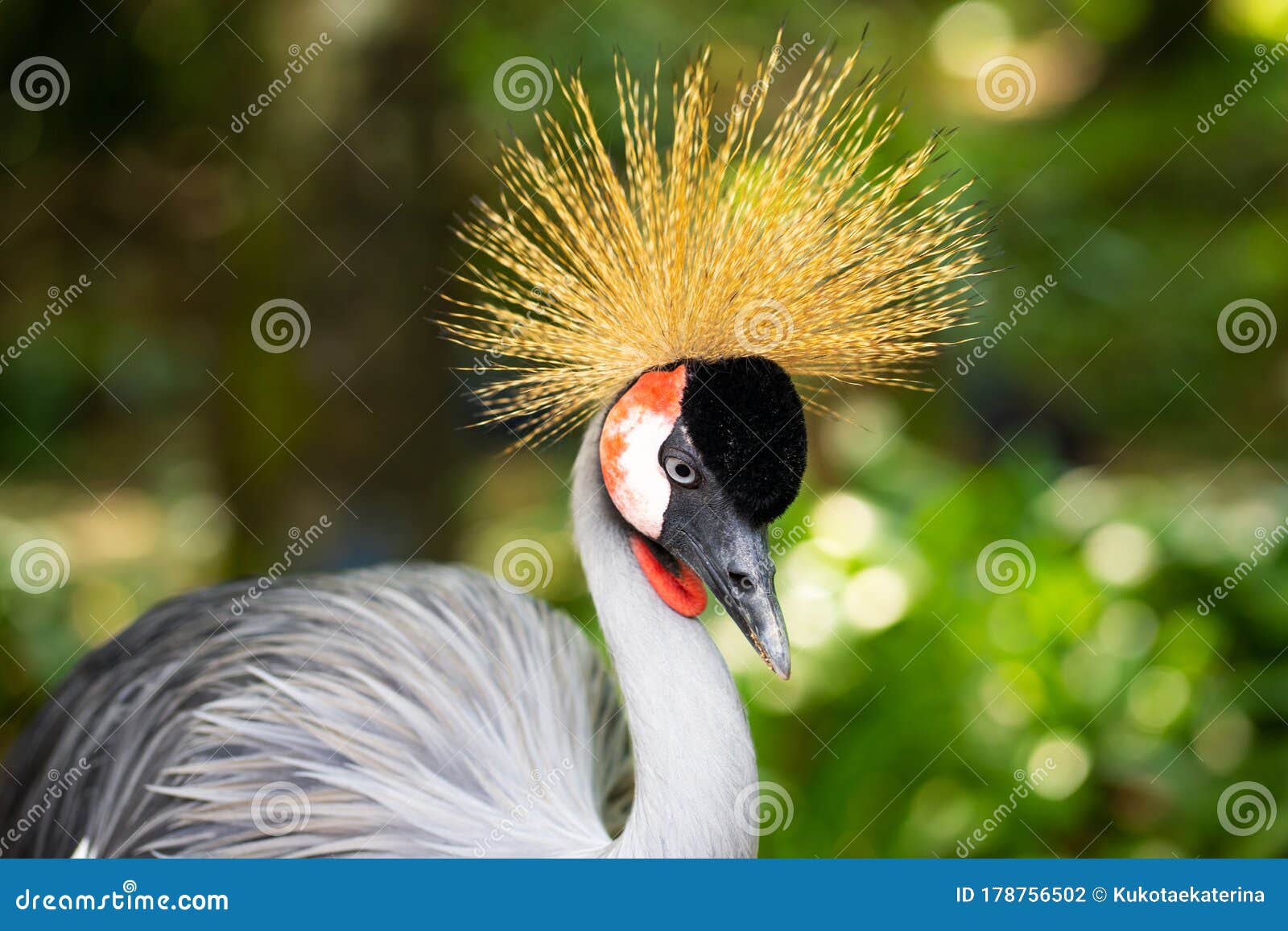 Crowned Crane Walks Along a Path in a Green Park. Bird Watching Stock ...