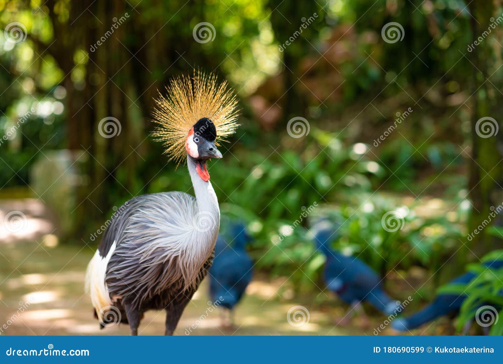 Crowned Crane Walks Along a Path in a Green Park. Bird Watching Stock ...