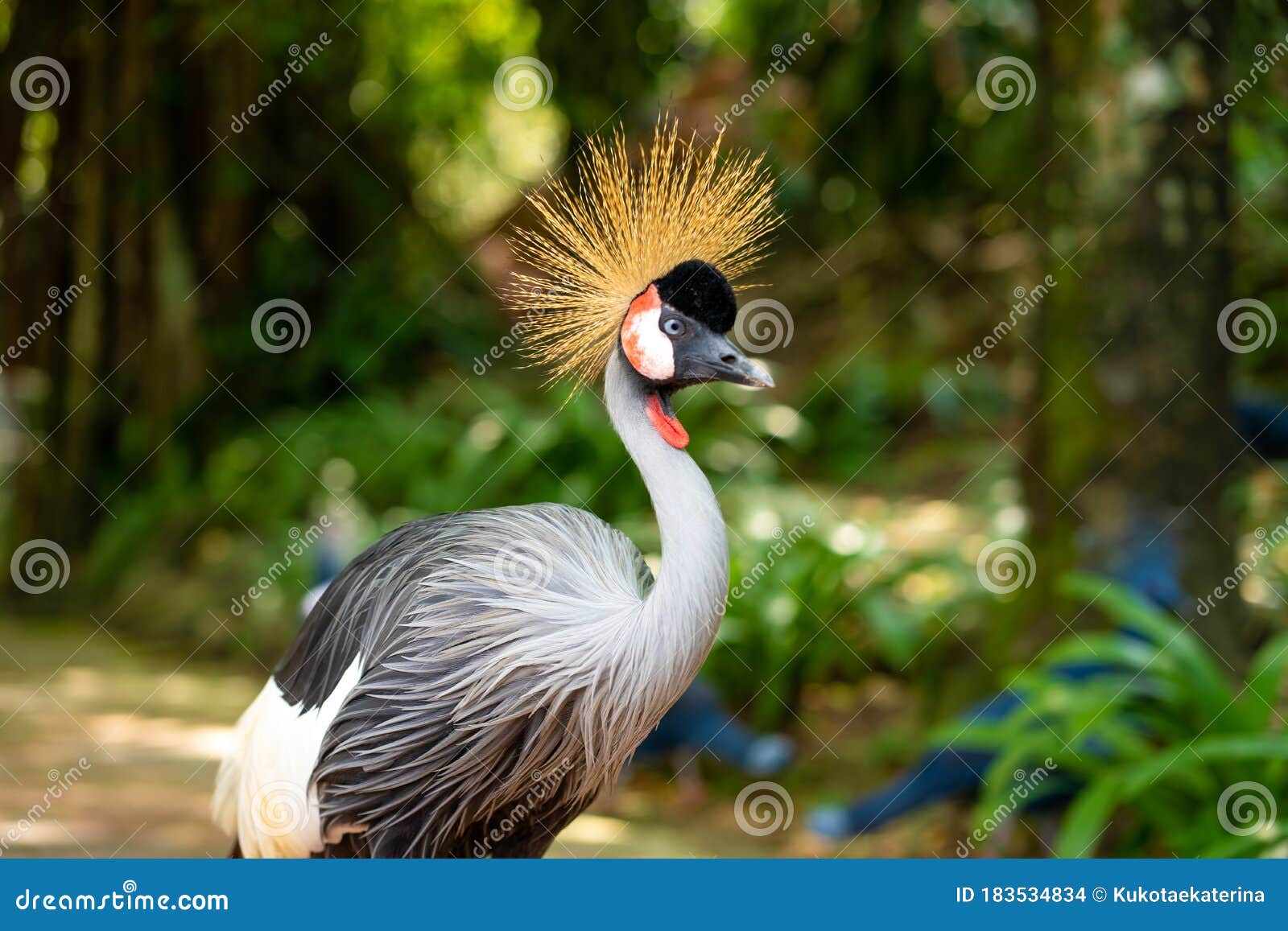 Crowned Crane Walks Along a Path in a Green Park. Bird Watching Stock ...