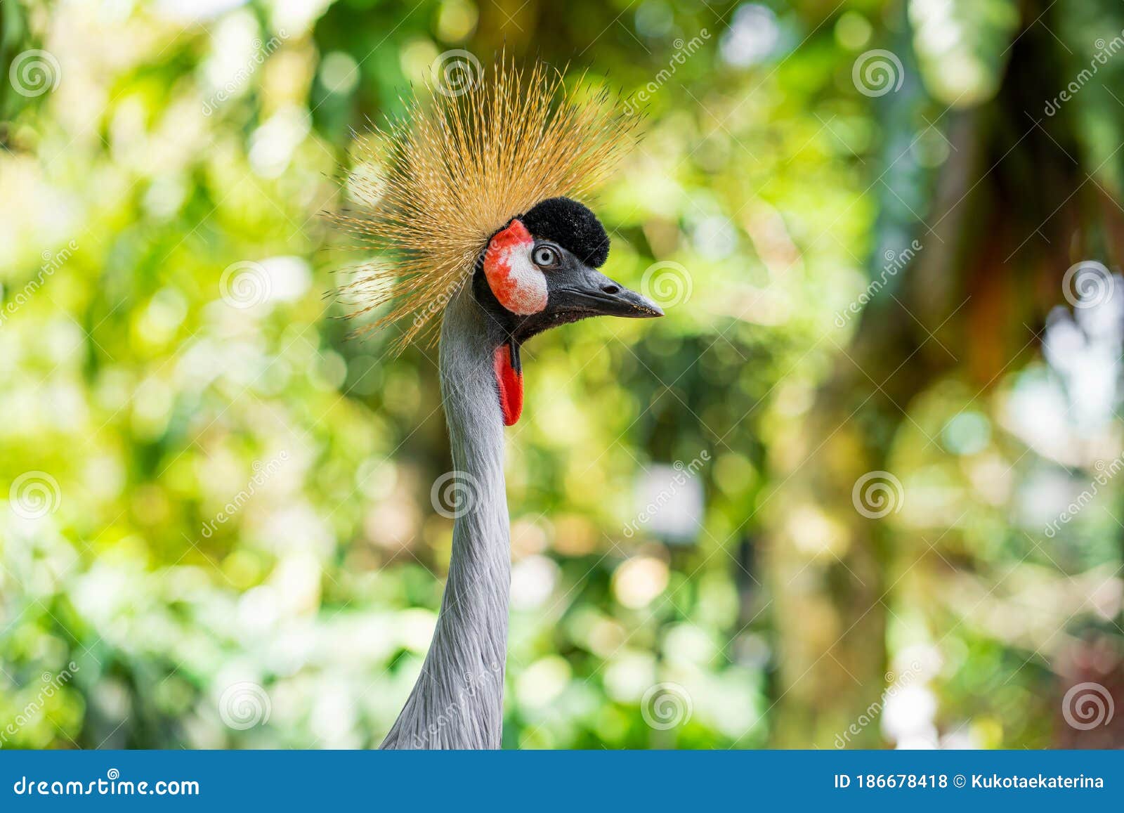 Crowned Crane Walks Along a Path in a Green Park. Bird Watching Stock ...